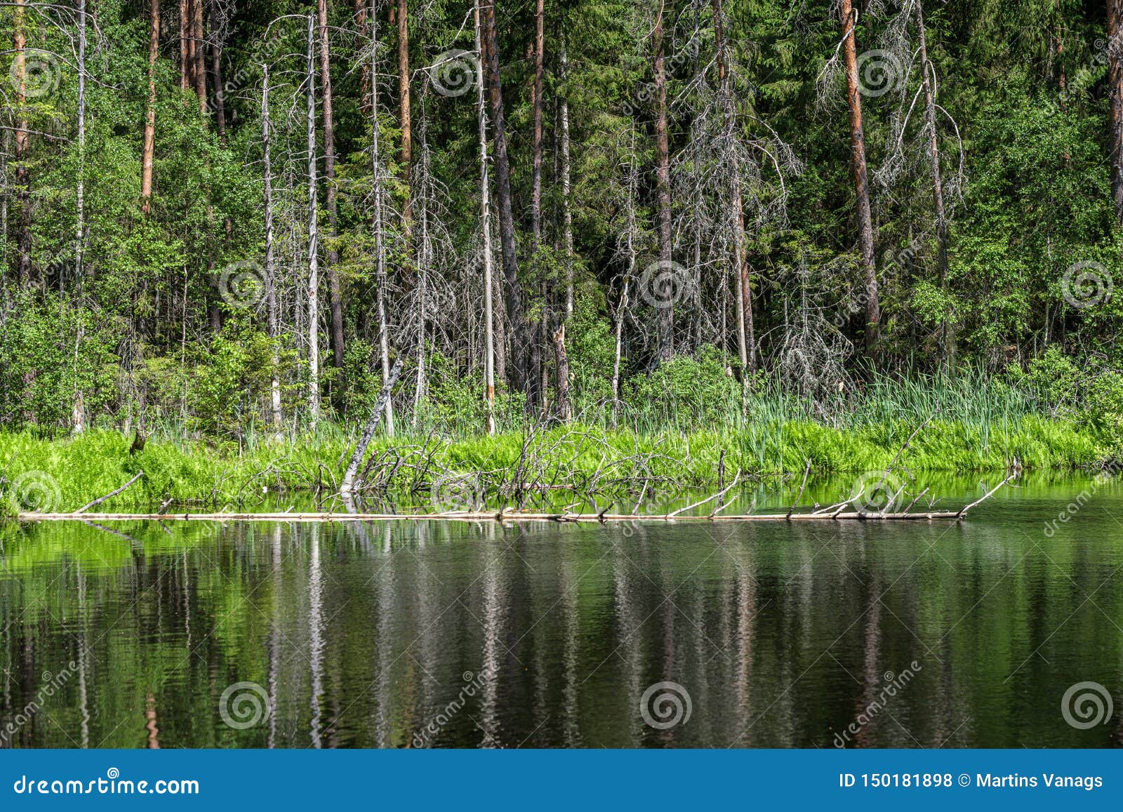 Deep Dark Forest Lake with Reflections of Trees and Green Foliage Stock ...