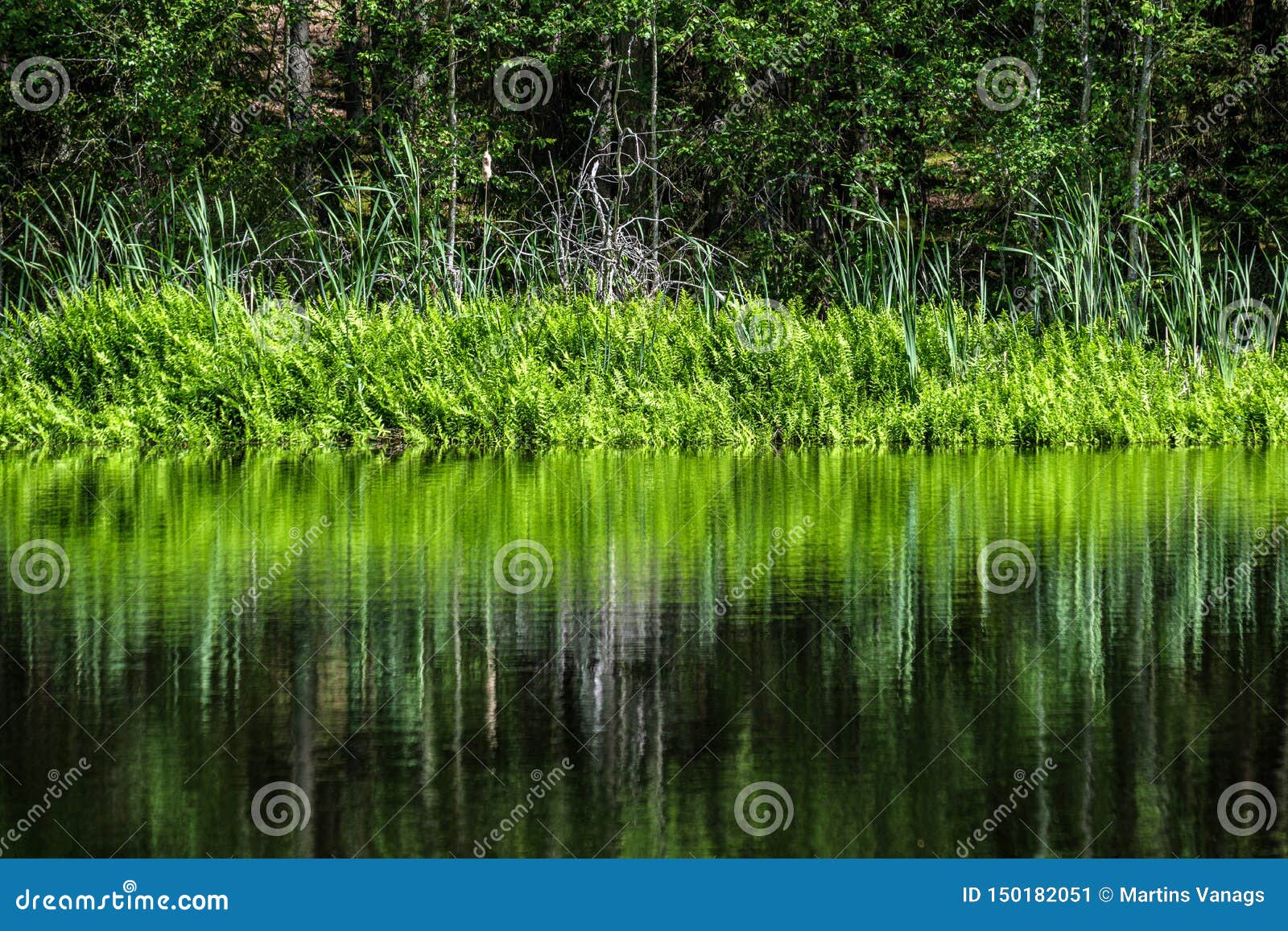 Deep Dark Forest Lake with Reflections of Trees and Green Foliage Stock ...