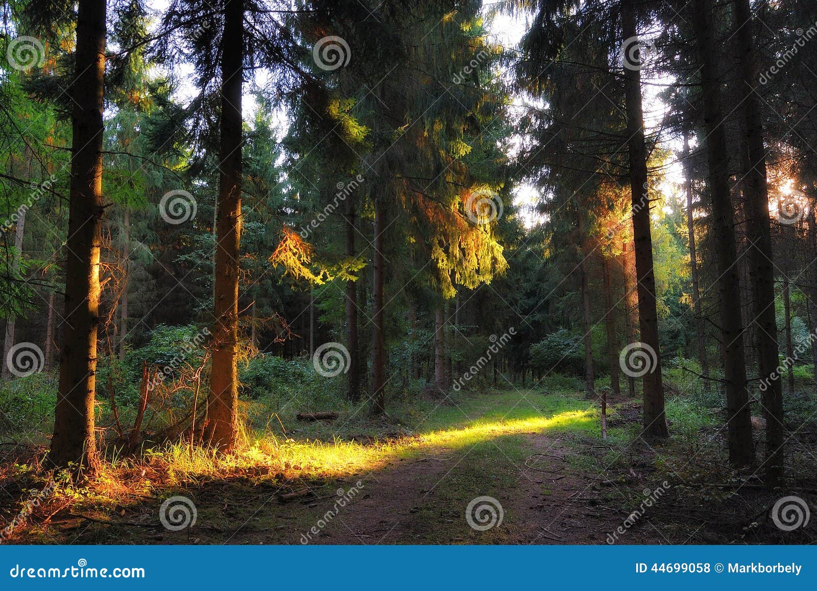 Deep and Dark Forest Road with Sunlight in Early Autumn Stock Photo ...