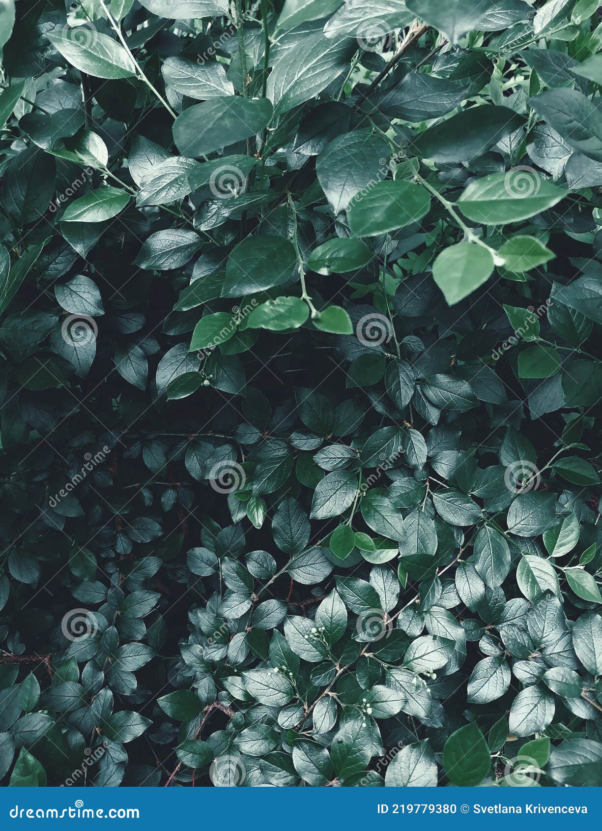 Deep dark green leaves stock photo. Image of texture - 219779380