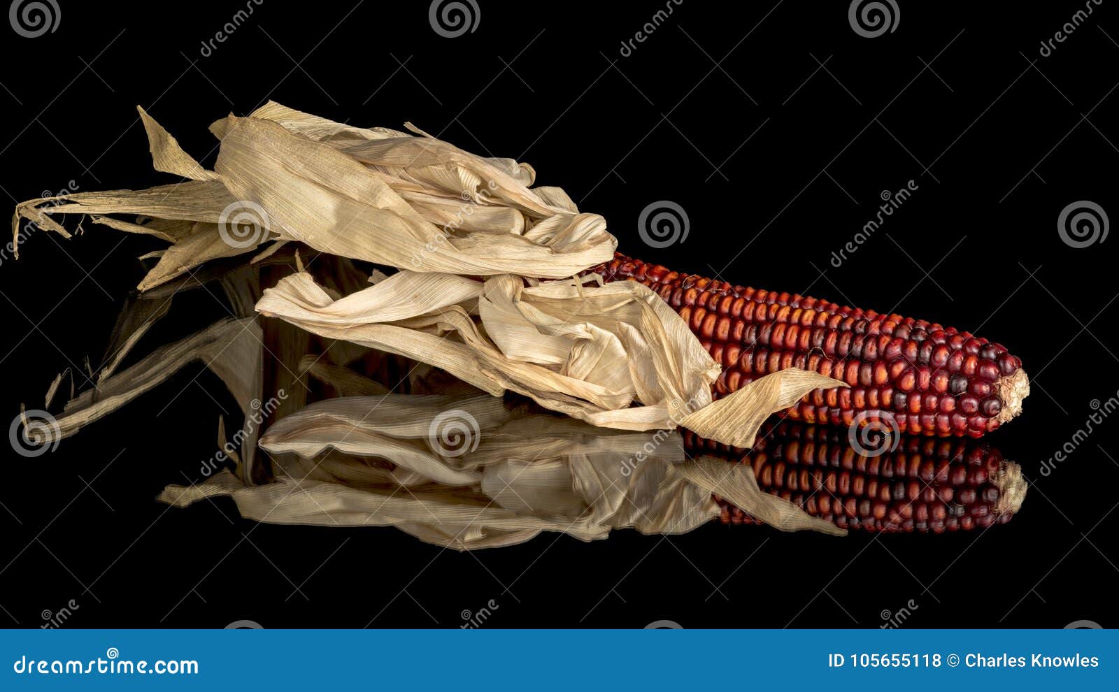Deep Dark Red Indian Corn on a Highly Reflective Surface Stock Photo ...