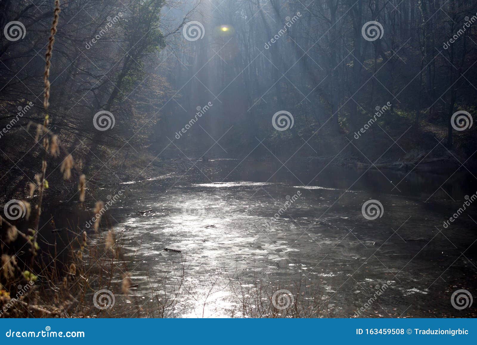 DEEP in the DARKNESS of the FOREST Stock Photo - Image of view, scene ...
