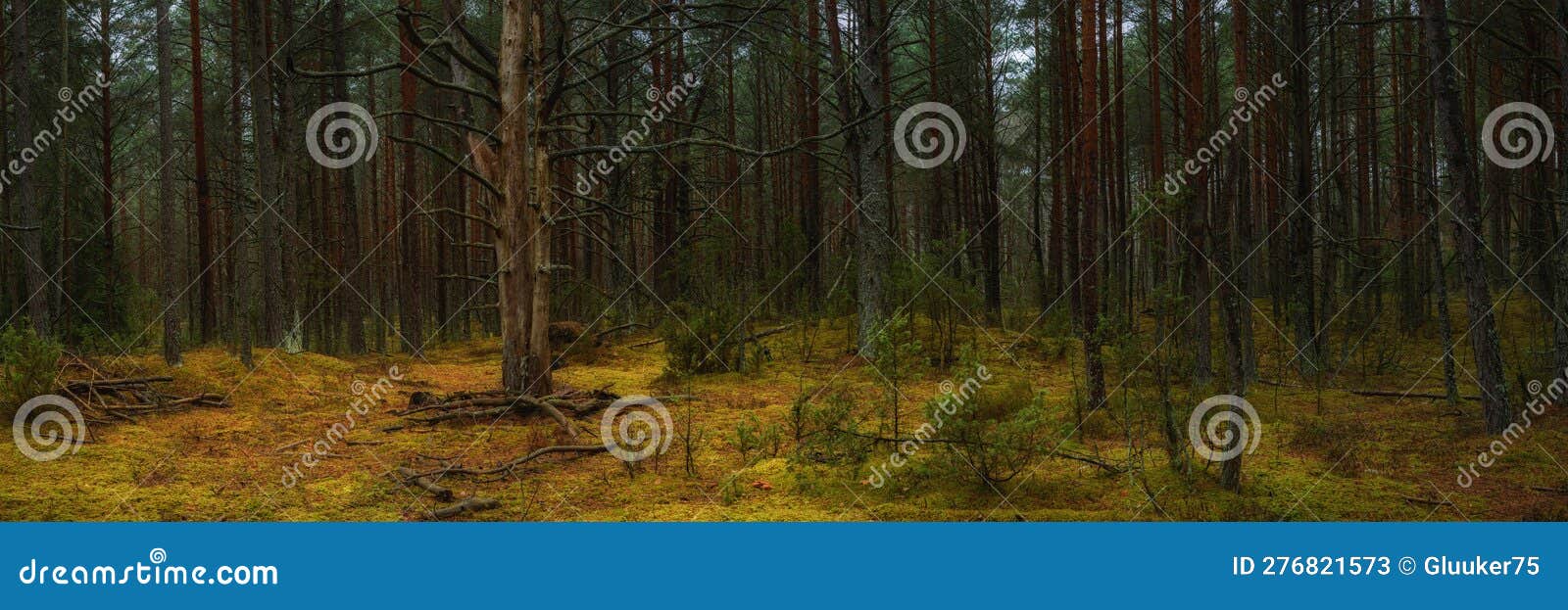 Deep Dense Autumn Forest with a Dead Tree in a Clearing. Widescreen ...