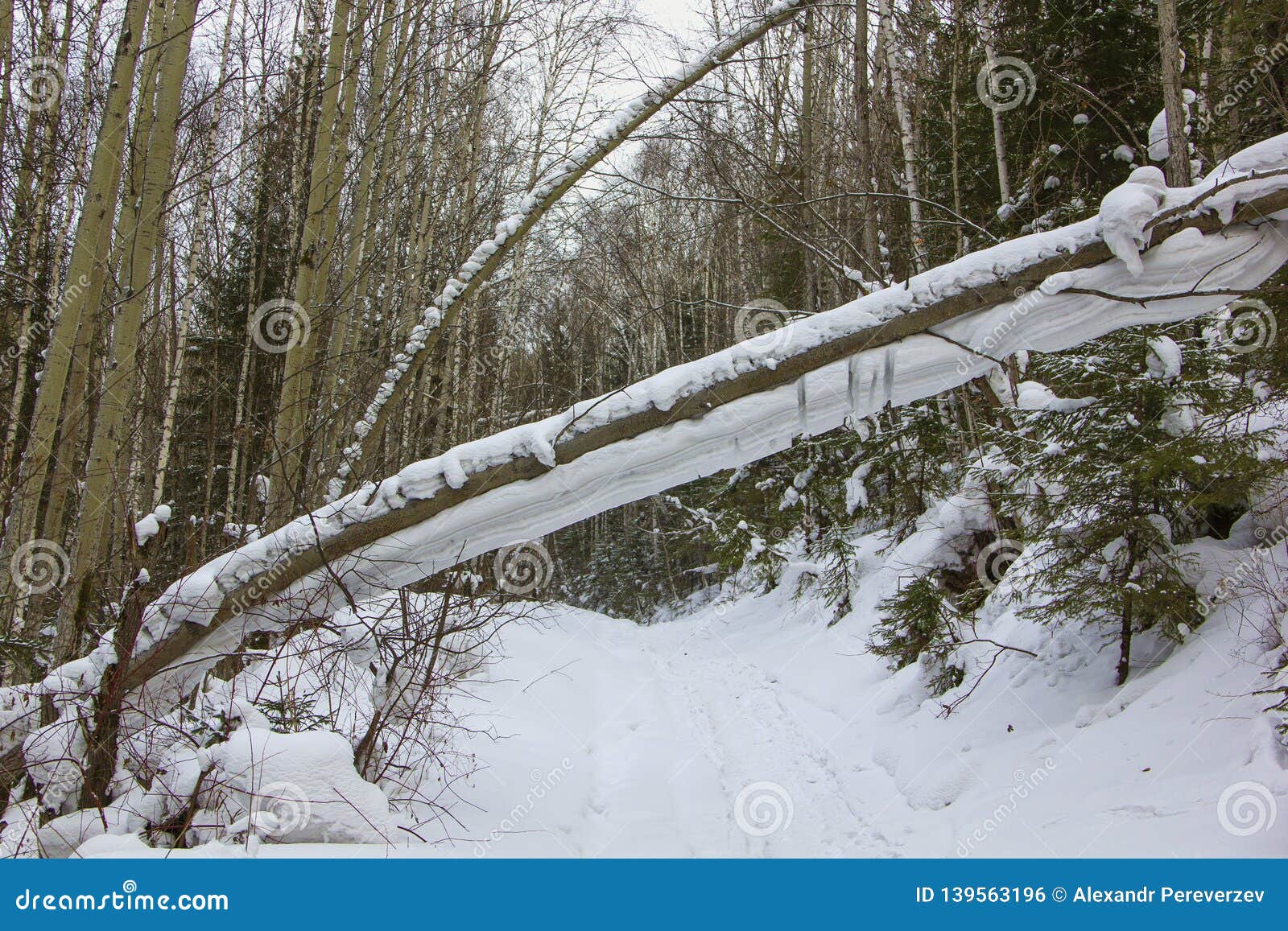 Deep Dense Forest with Fallen Tree Stock Photo - Image of fallen ...