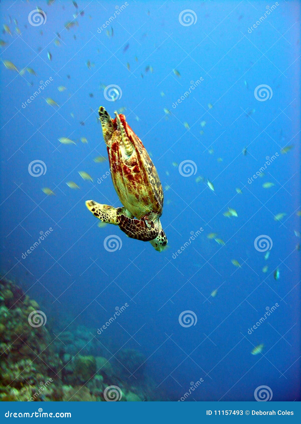 Deep Diving Turtle stock image. Image of diver, tropical - 11157493