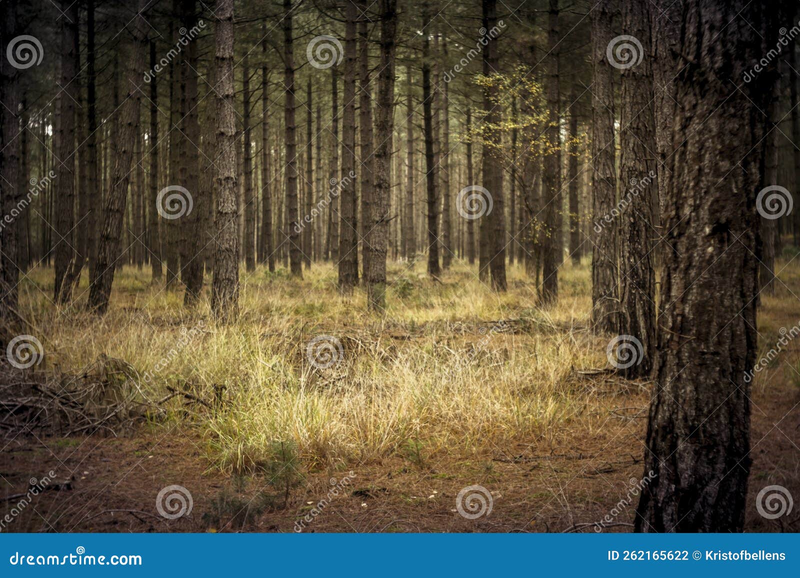 Deep Down the Pine Tree Forest and Woodland Stock Photo - Image of ...