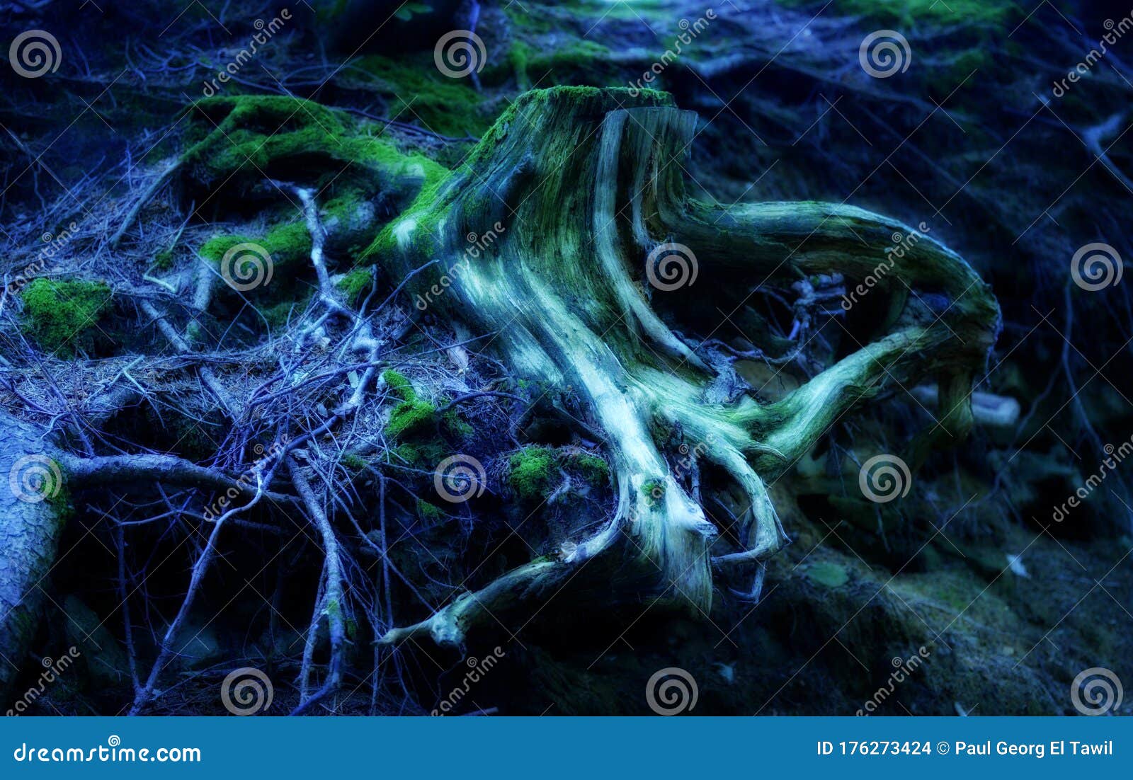 Mystery, Blue Roots Deep in the Earth Stock Photo - Image of growth ...