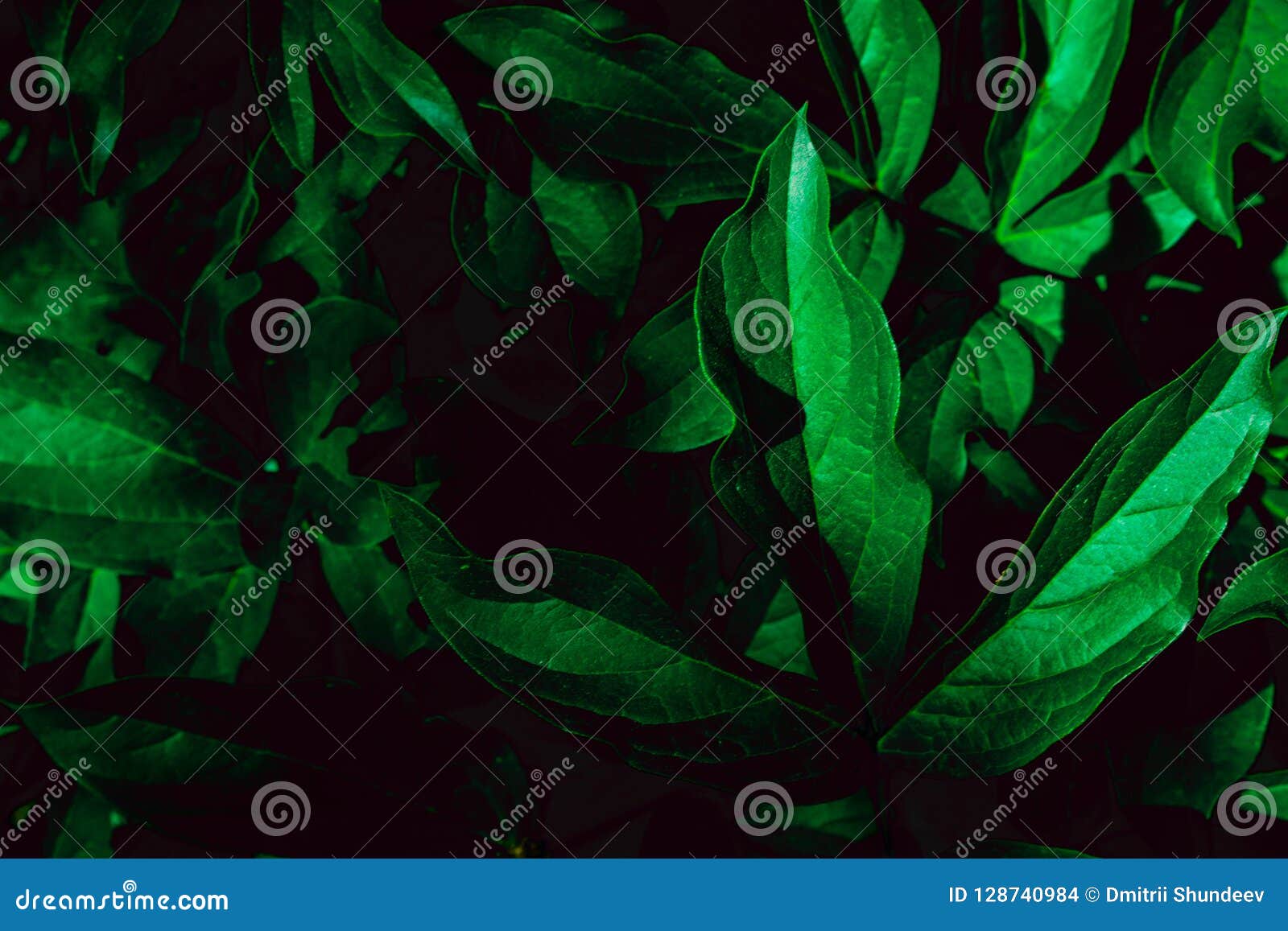 Deep Faded Green Leaves Background. Creative Layout Stock Photo - Image ...