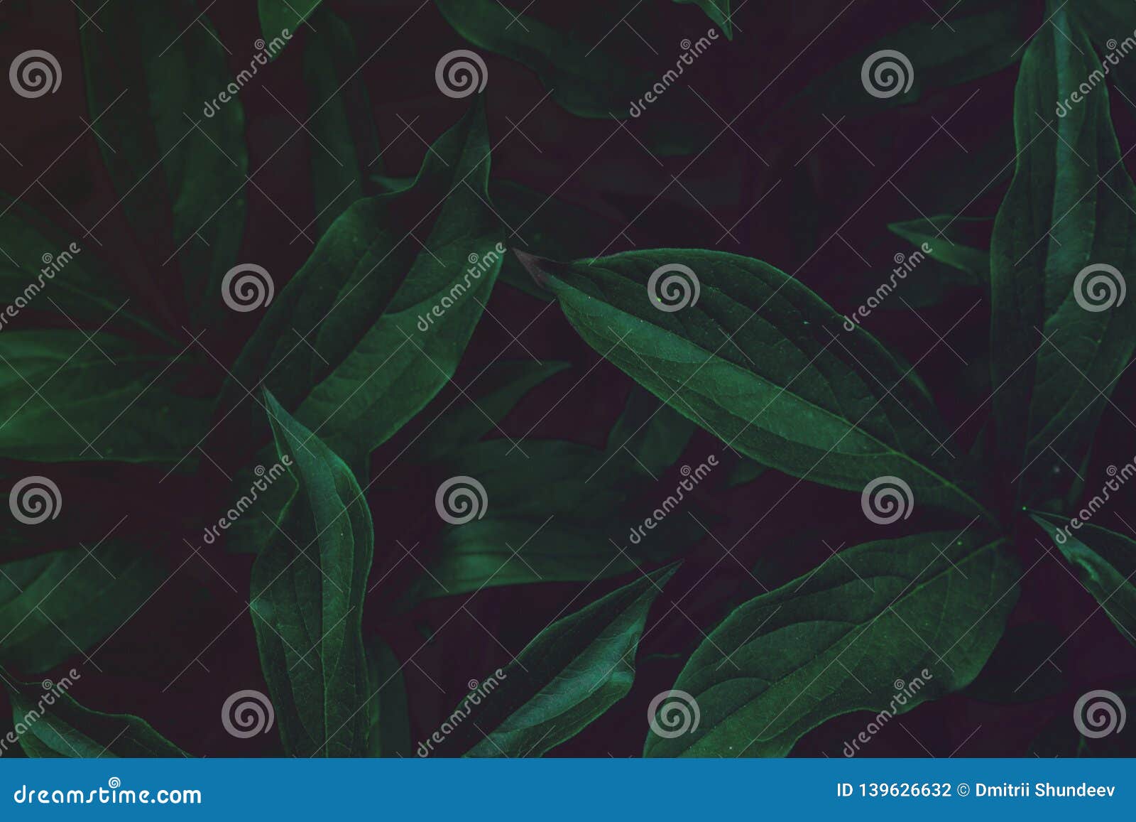 Deep Faded Green Leaves Background. Creative Layout Stock Photo - Image ...