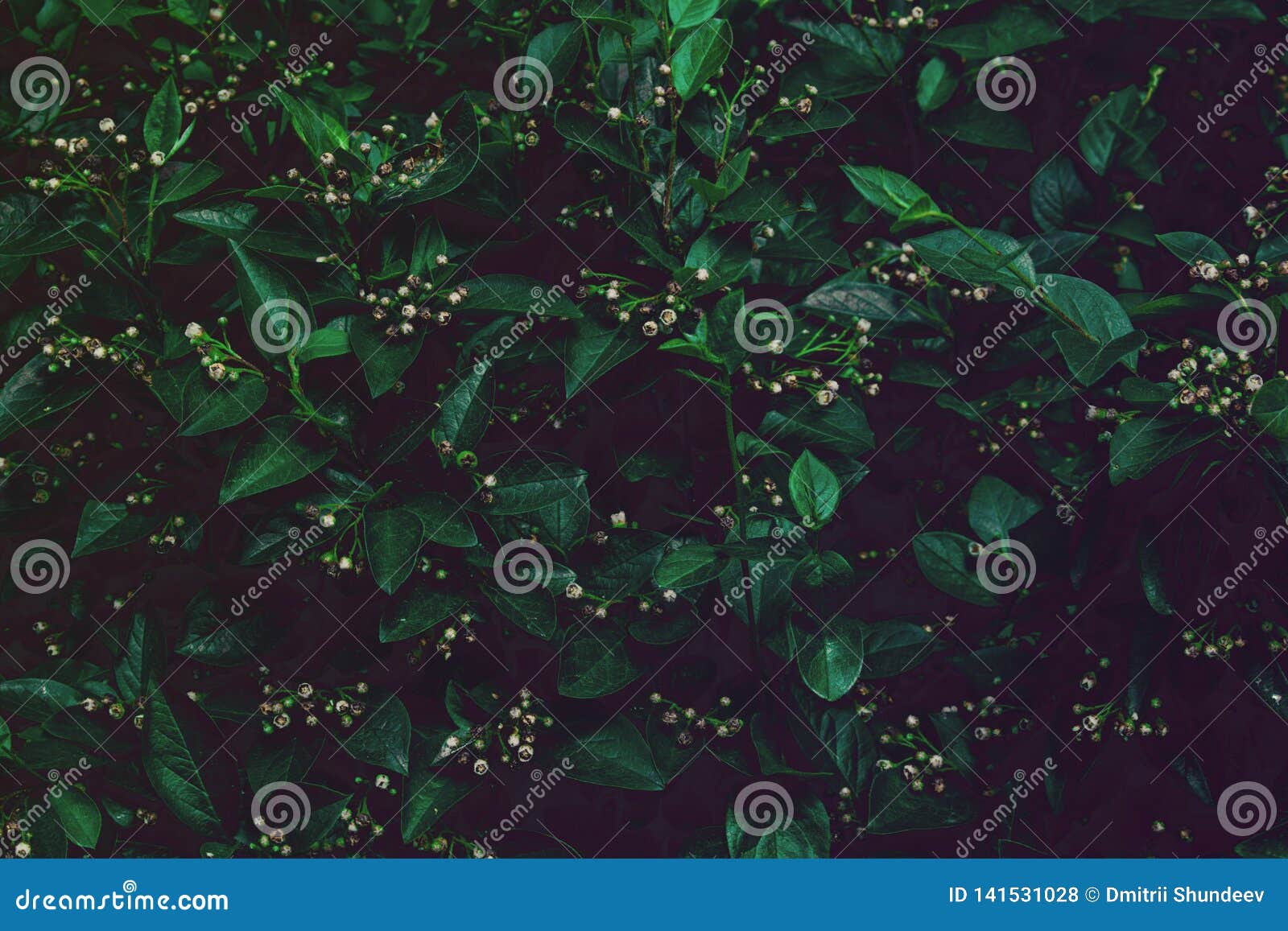 Deep Faded Green Leaves Background. Creative Layout Stock Photo - Image ...