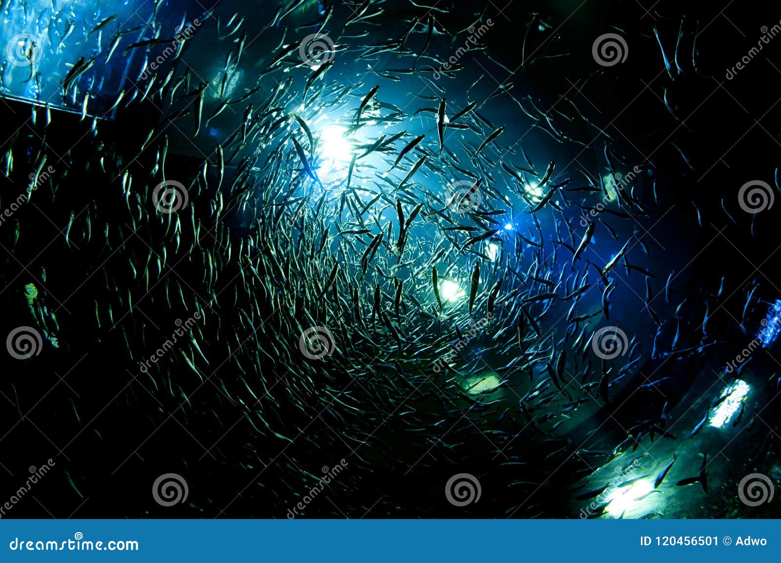 Deep Fish Aquarium stock image. Image of marine, animal - 120456501