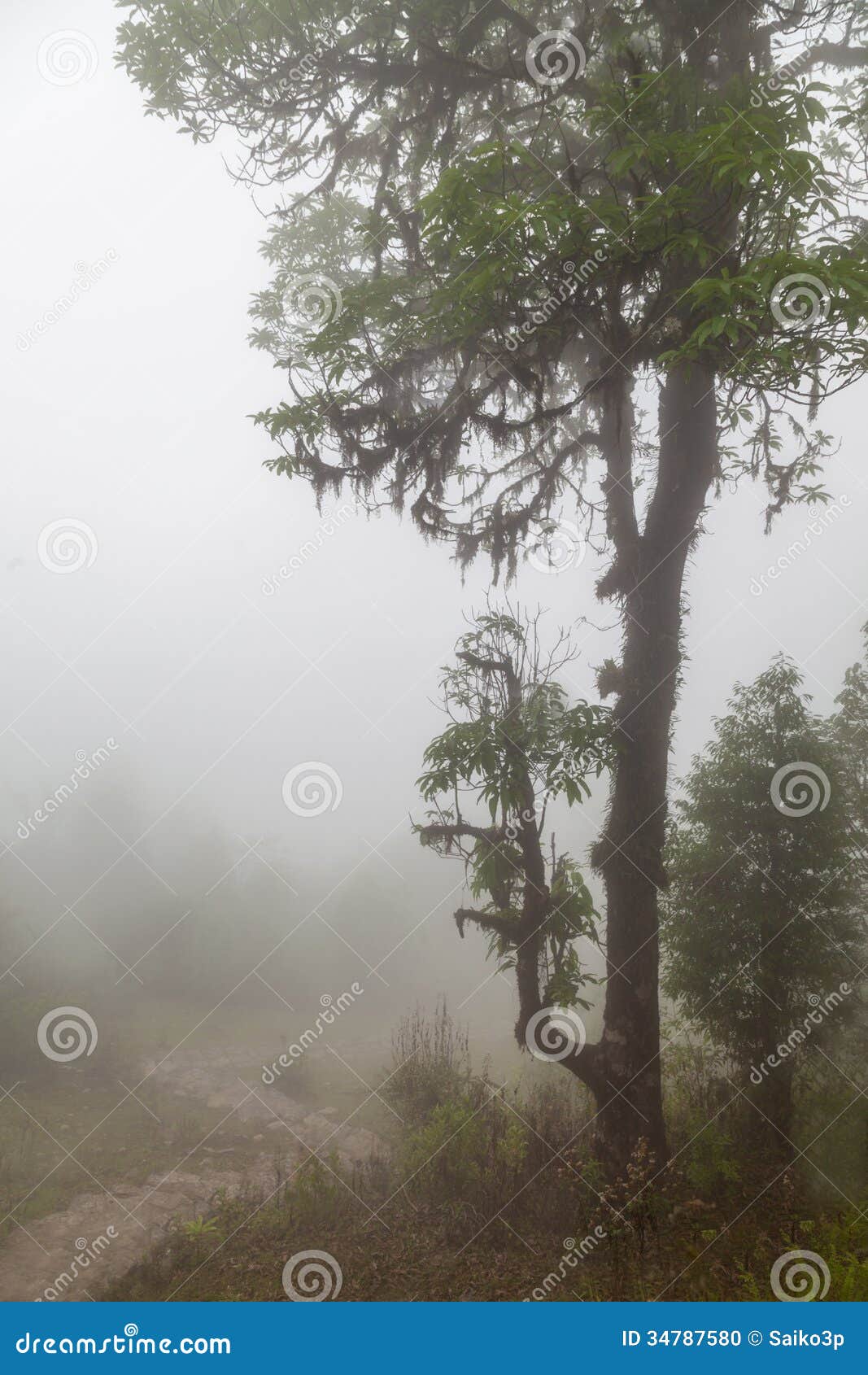 Deep fog stock photo. Image of magic, nature, landscape - 34787580