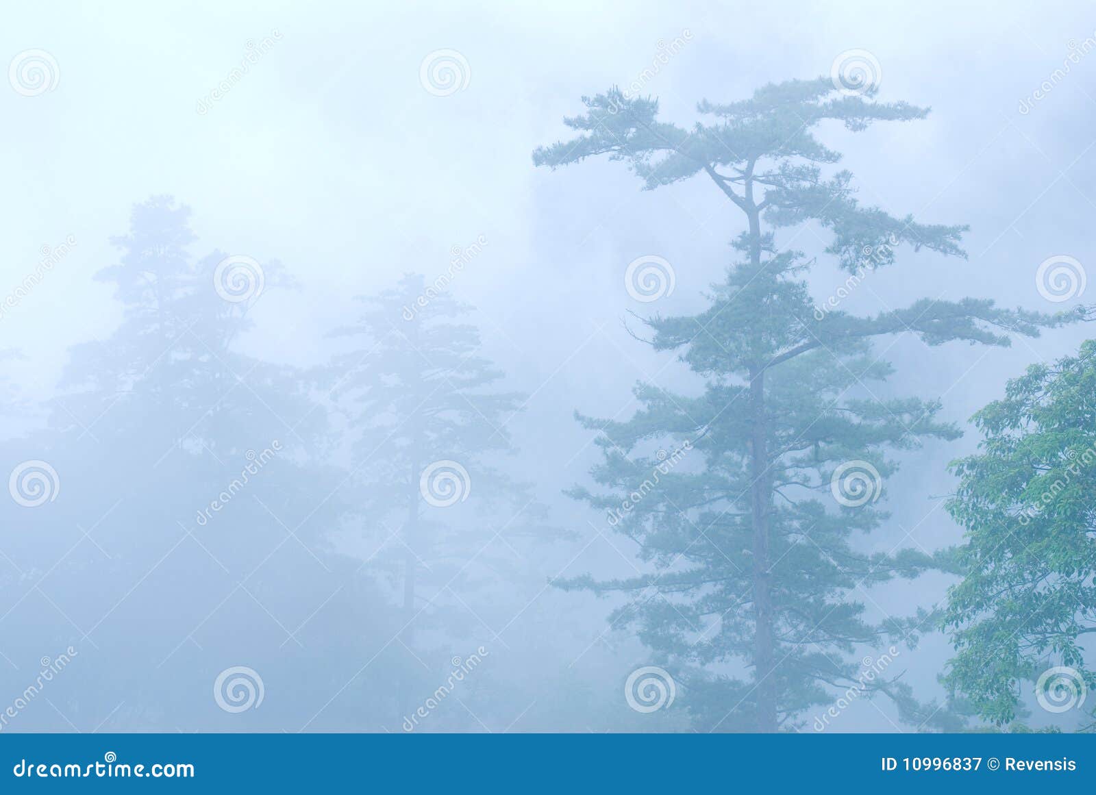 Deep Fog in Natural Woodland. Stock Image - Image of landscape ...