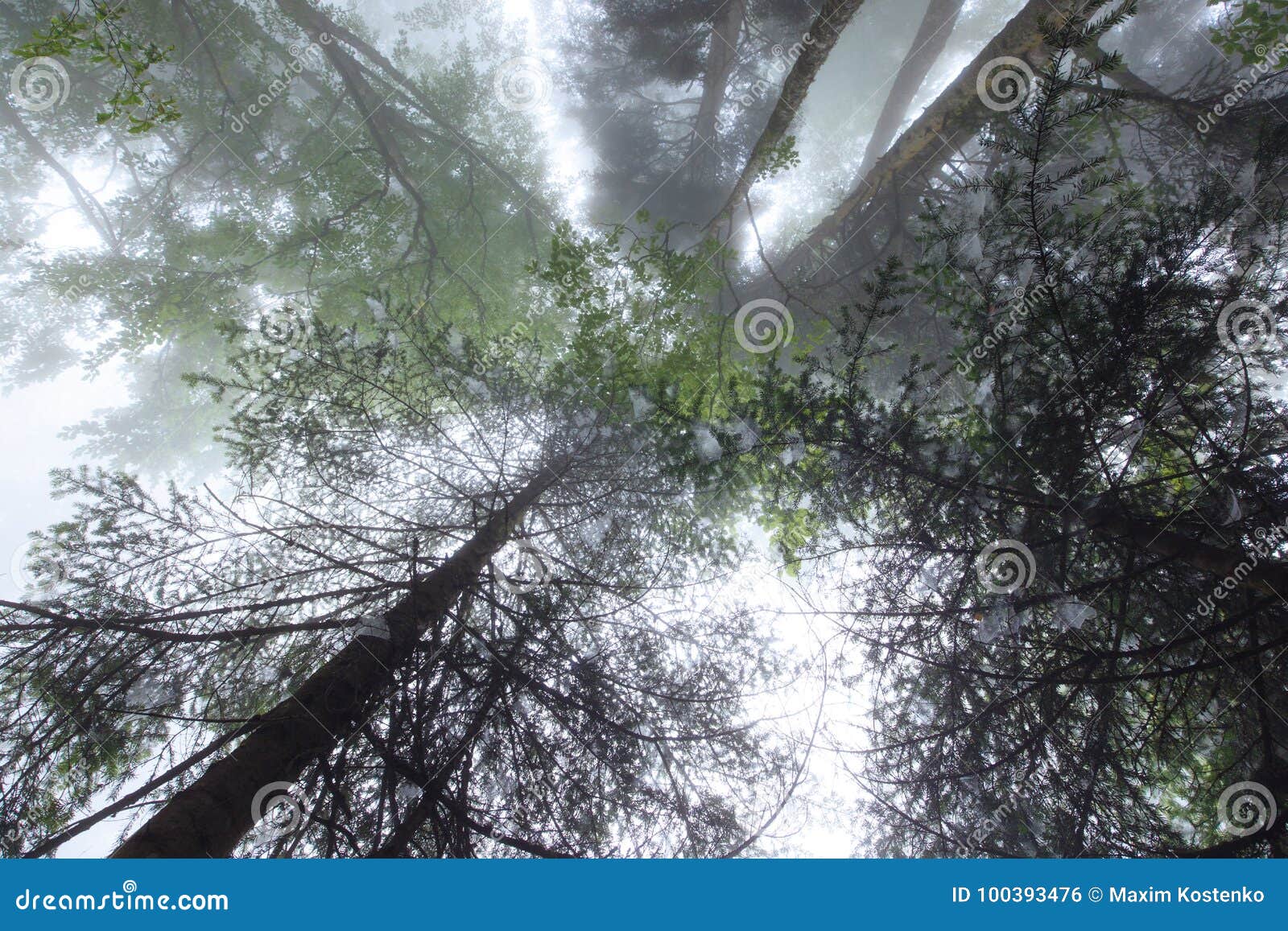 Deep Fog in Pine-tree Forest Stock Photo - Image of tourism, spring ...