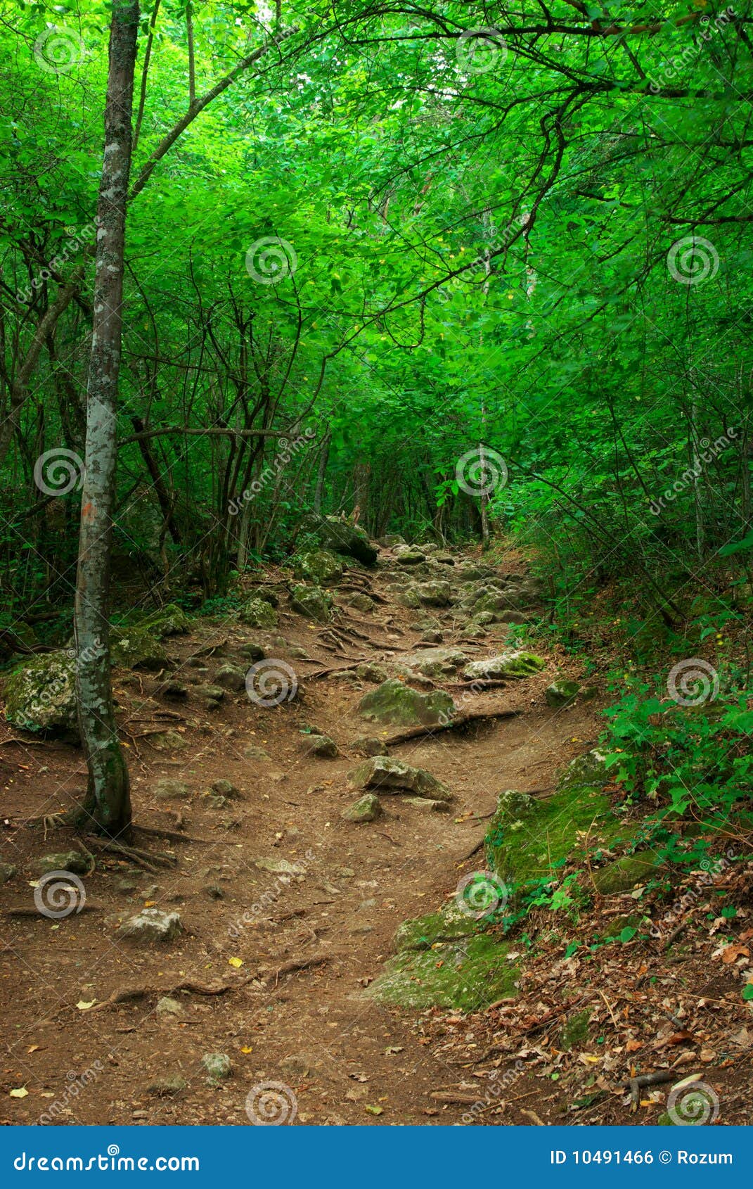 Deep forest stock photo. Image of ground, branch, friendly - 10491466