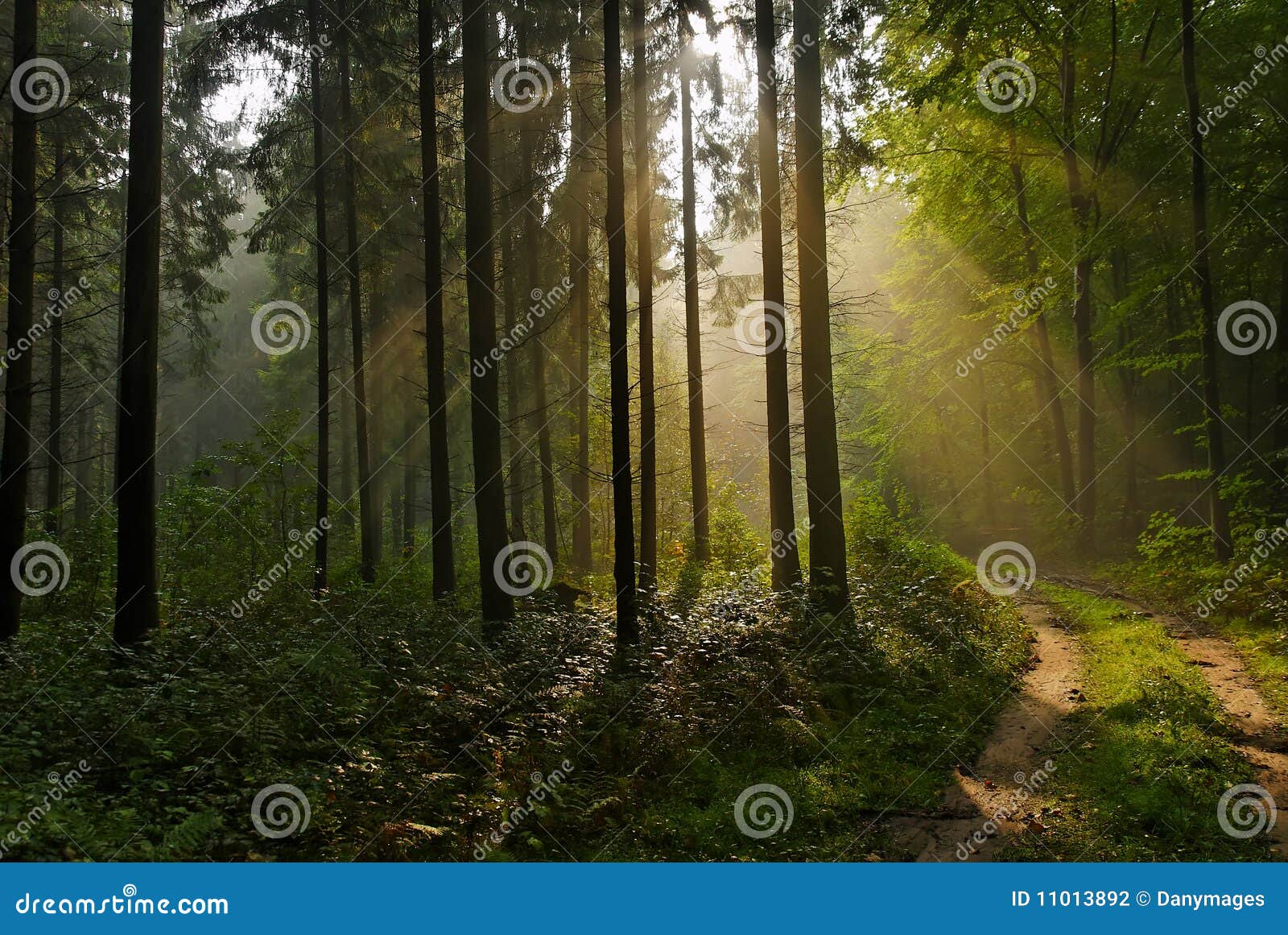 Deep forest stock photo. Image of scenic, wooded, forest - 11013892