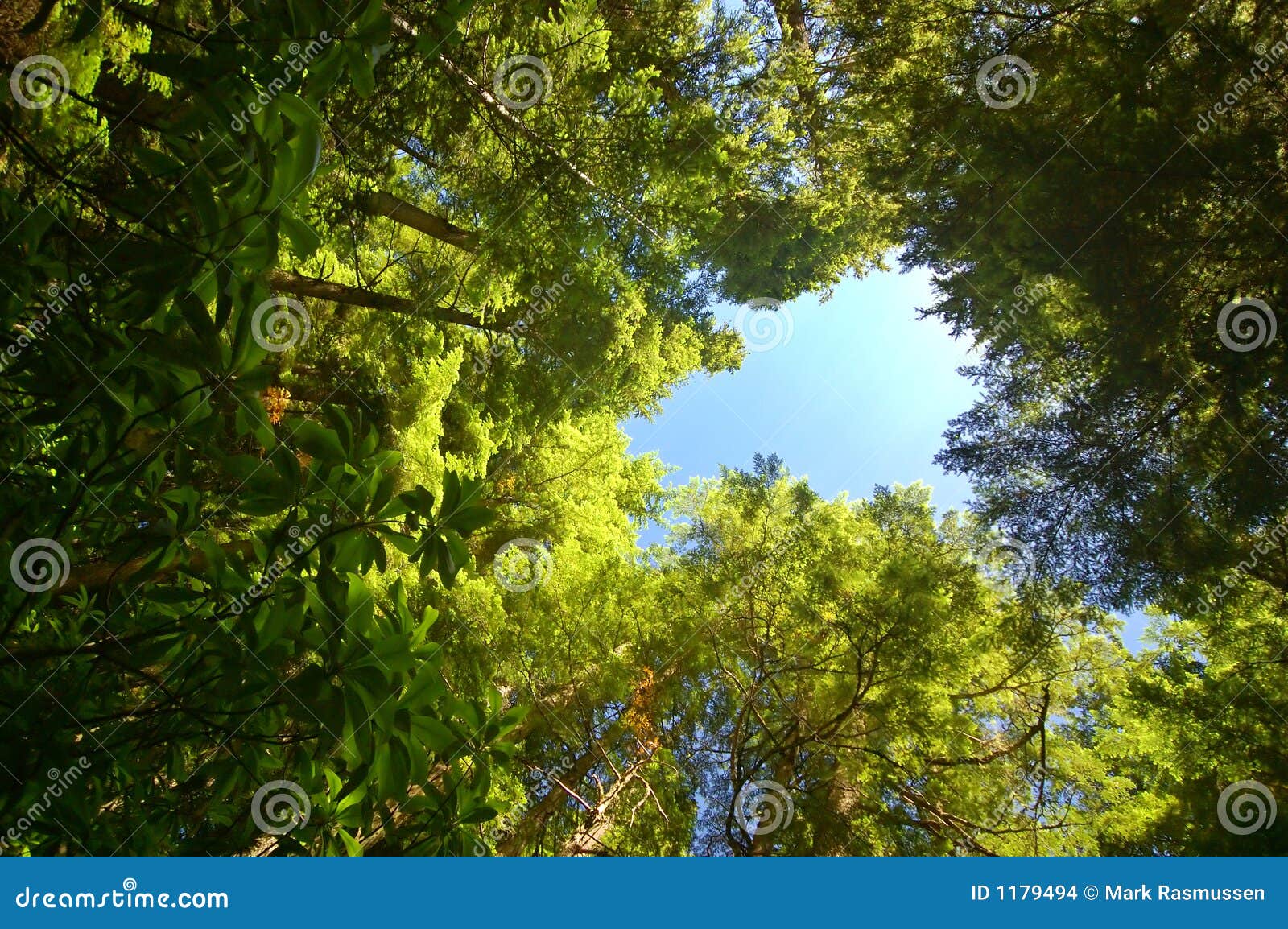 Deep in the Forest stock photo. Image of vegatation, natural - 1179494