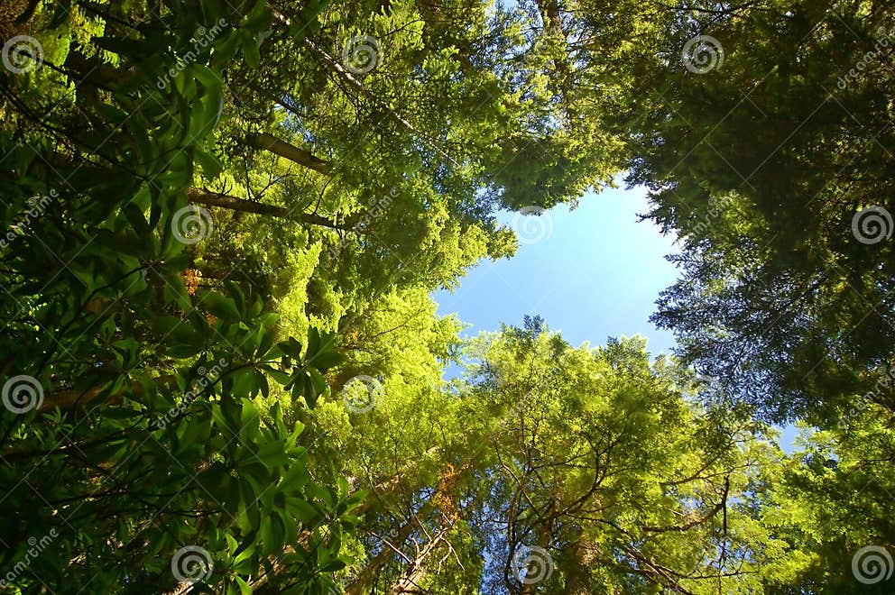 Deep in the Forest stock photo. Image of vegatation, natural - 1179494