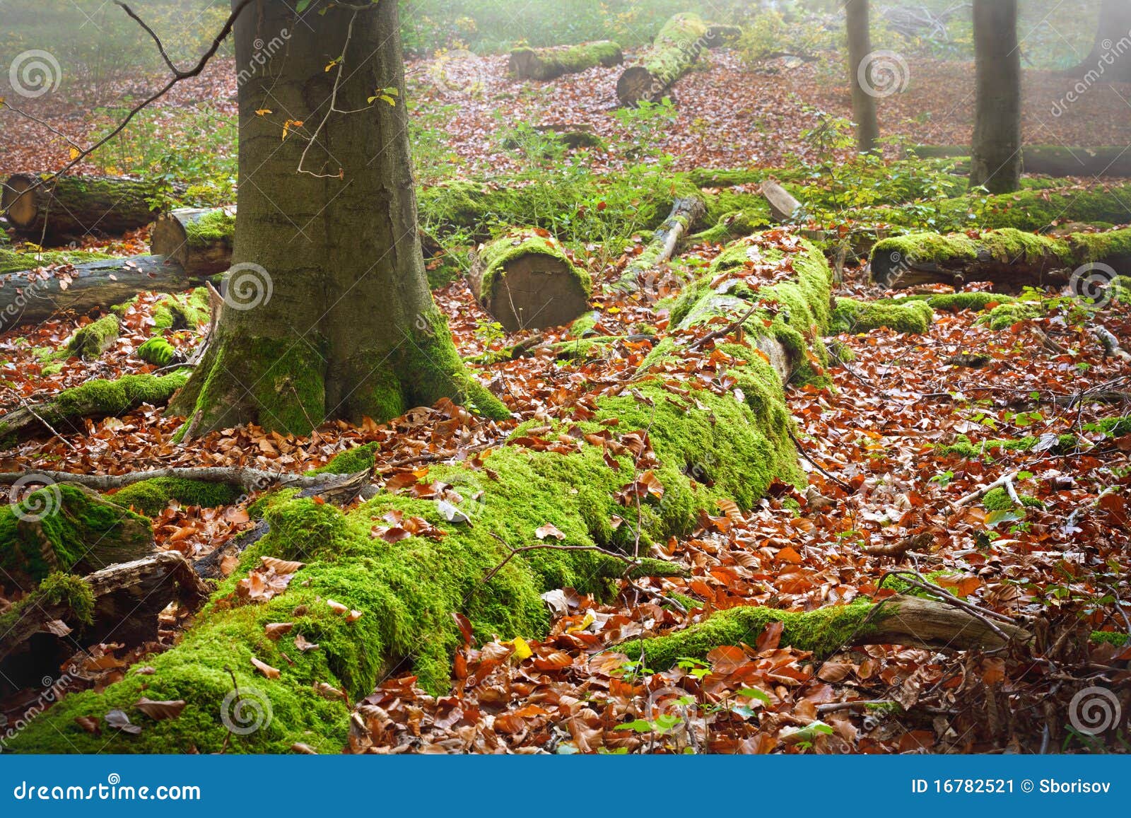 Deep forest stock image. Image of misty, beauty, foliage - 16782521
