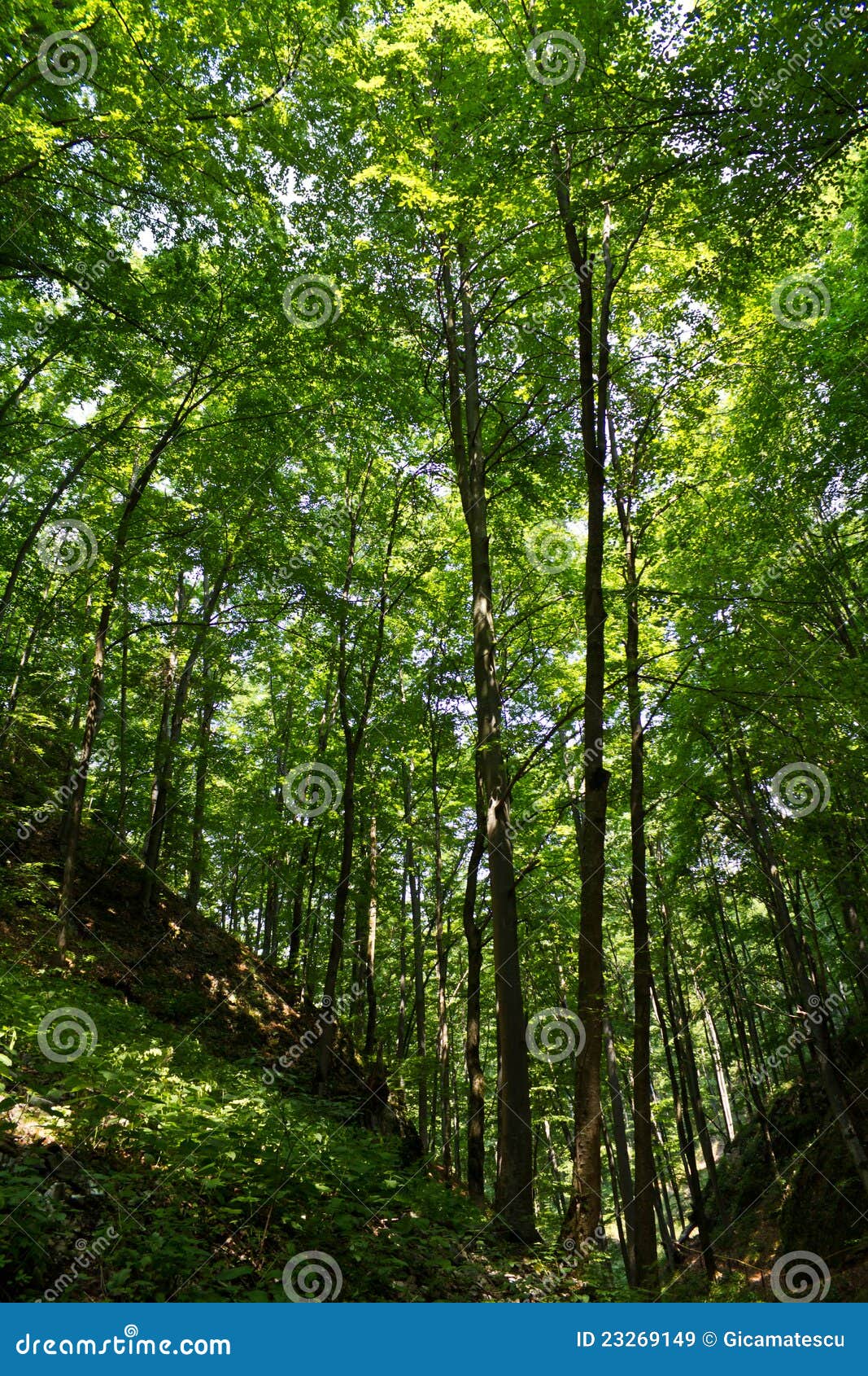 Deep forest stock image. Image of season, scenery, green - 23269149