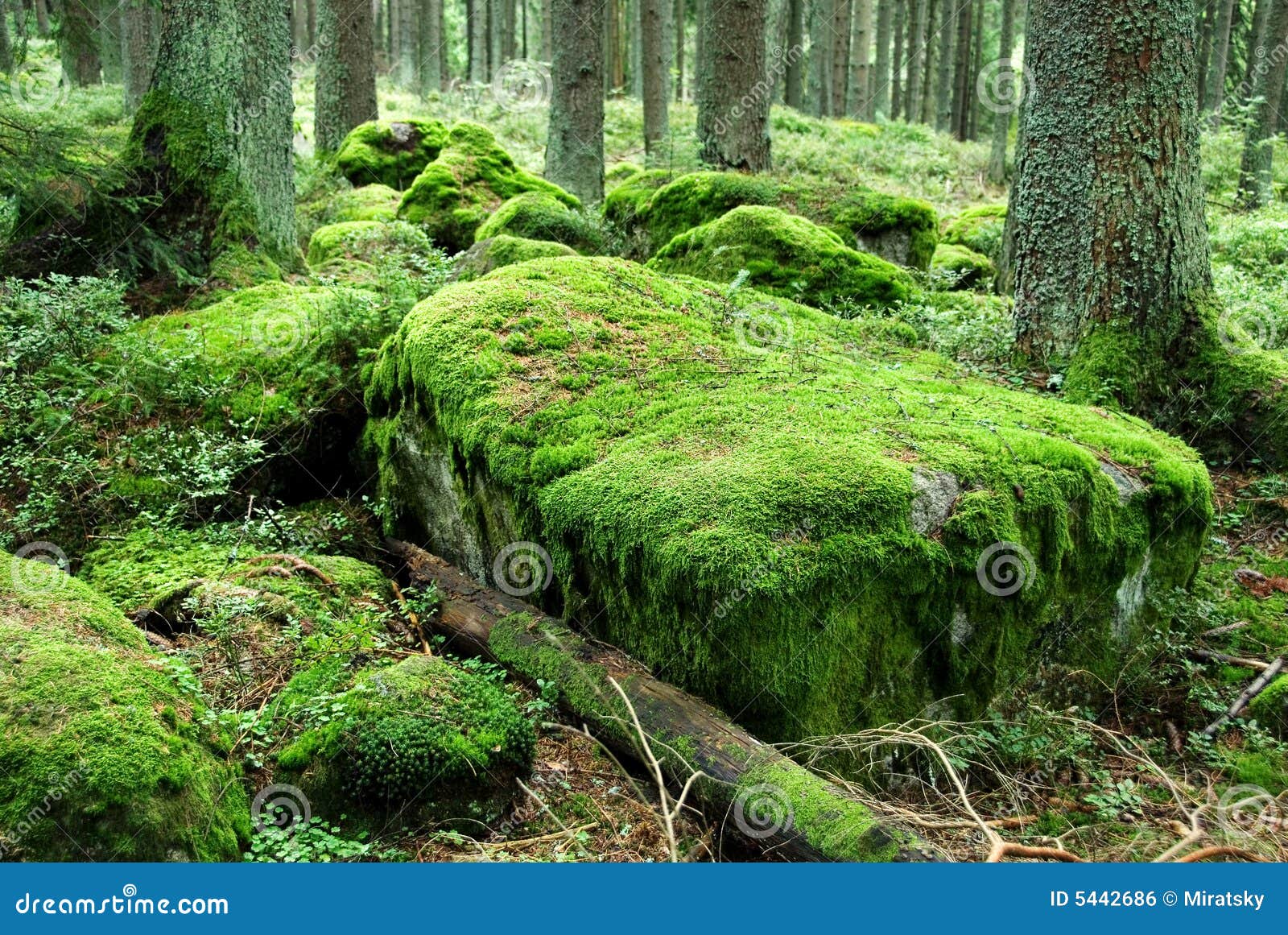 Deep Forest stock photo. Image of trees, wood, wild, forest - 5442686