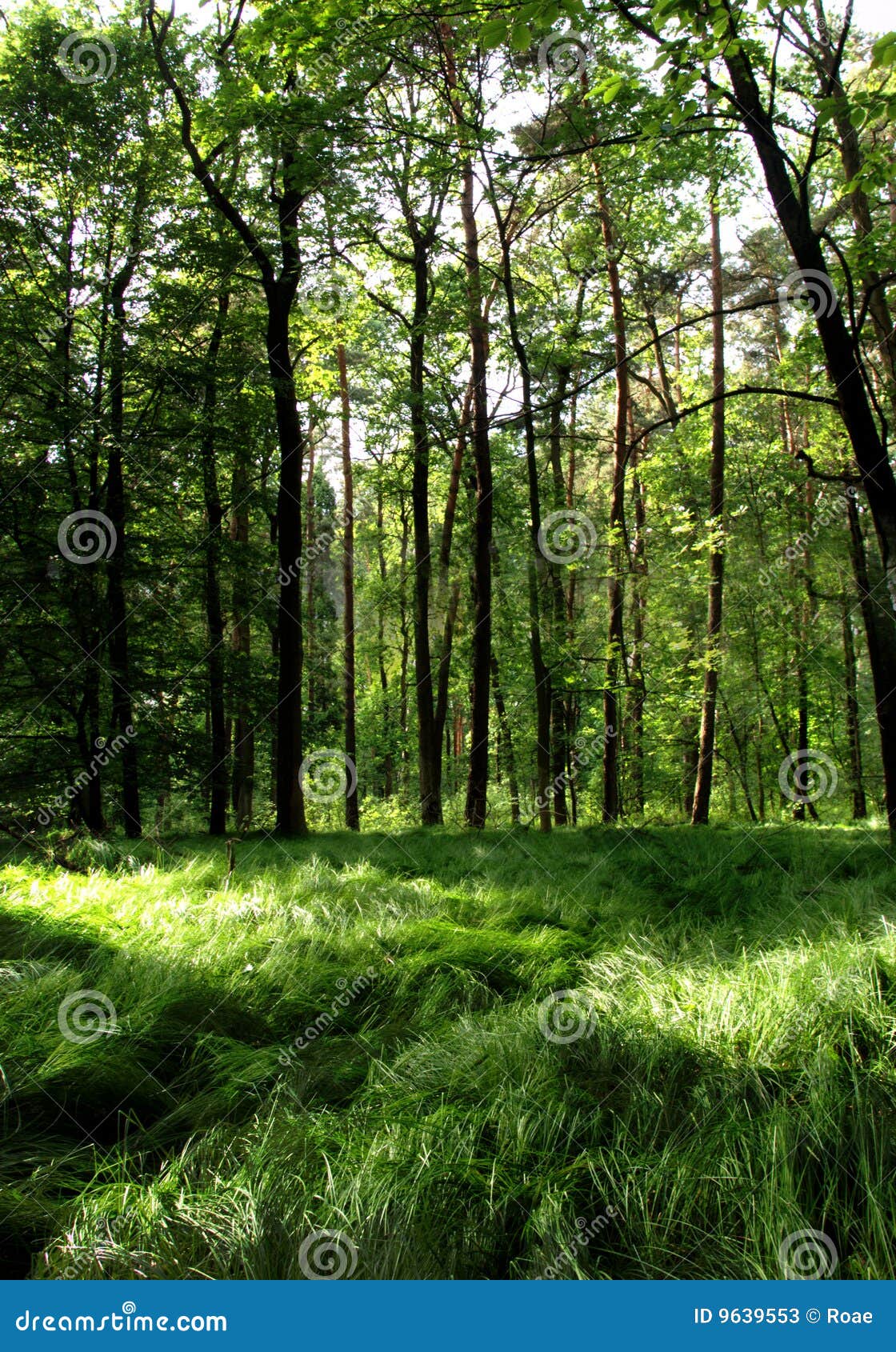 Deep forest stock image. Image of energy, enticing, fall - 9639553