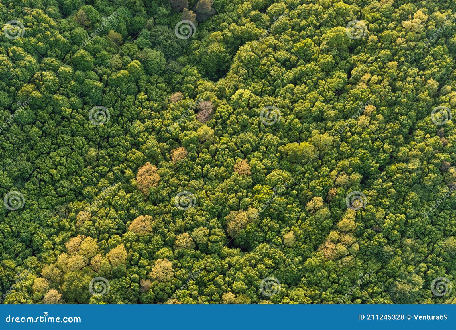 Deep forest from above stock photo. Image of ecology - 211245328
