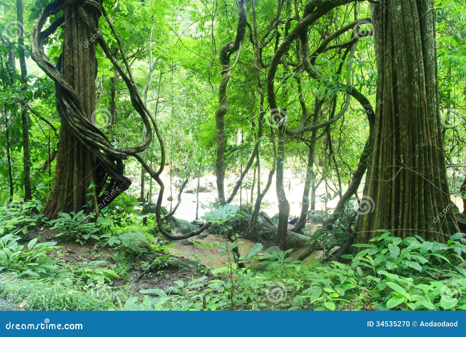 Deep forest stock photo. Image of large, forest, natural - 34535270