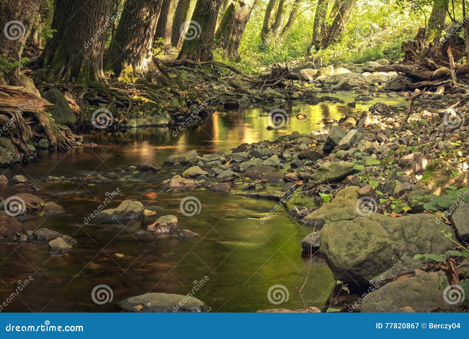 Deep Forest Creek with Rocks Stock Image - Image of peaceful ...
