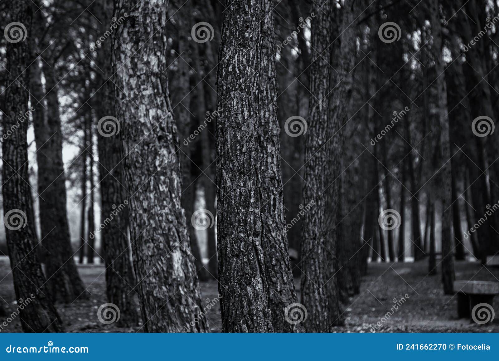 Shadow of Trees in the Forest Stock Photo - Image of dawn, light: 241662270