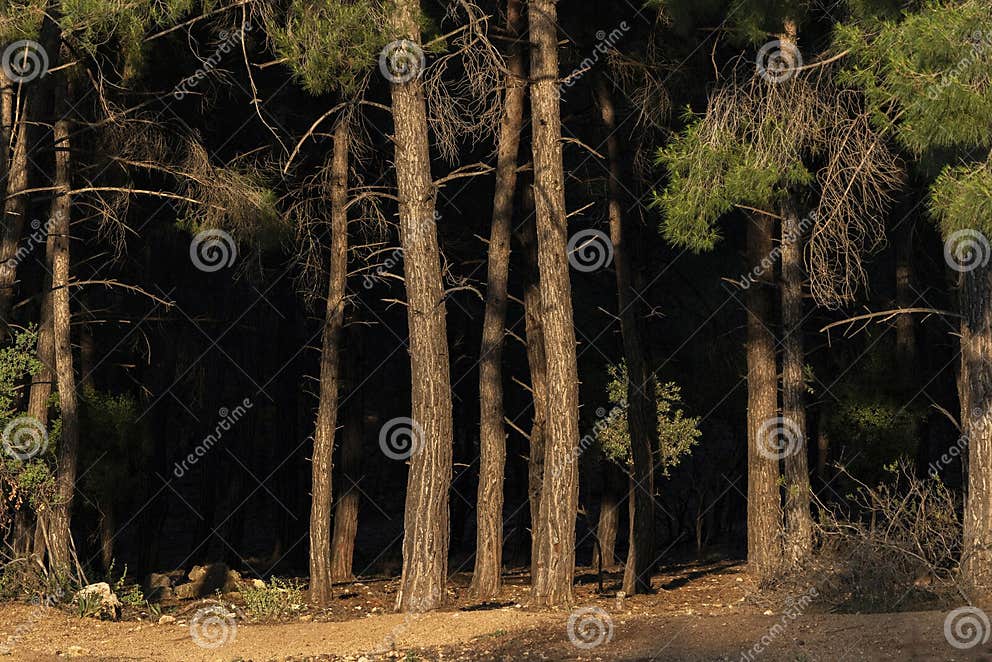 A Deep Forest Entrance with Big Trees Stock Photo - Image of foliage ...