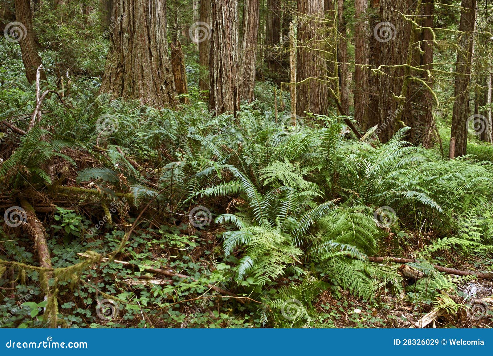 Deep Forest With Ferns Royalty-Free Stock Photography | CartoonDealer ...