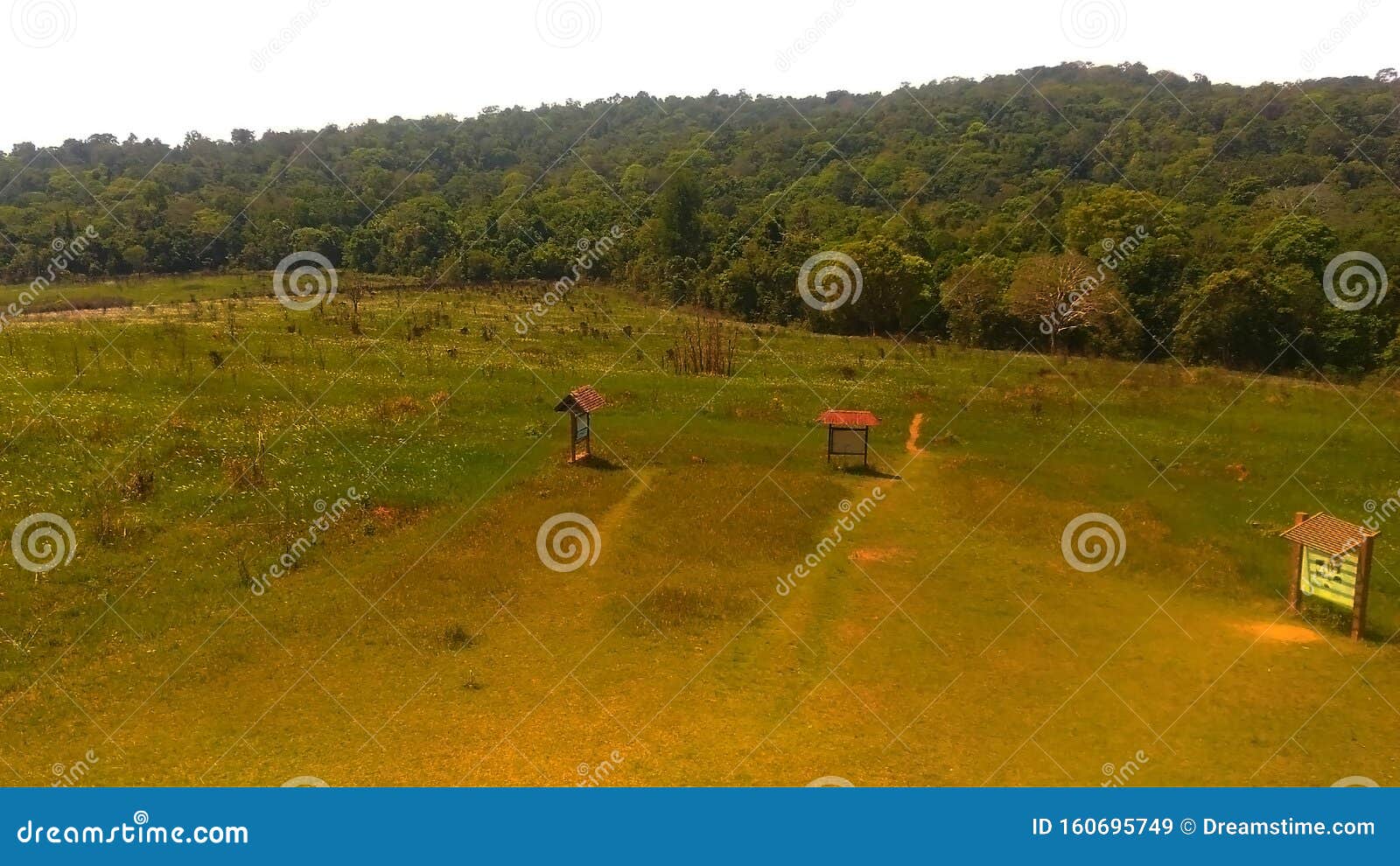 Deep forest and filed stock image. Image of moutain - 160695749