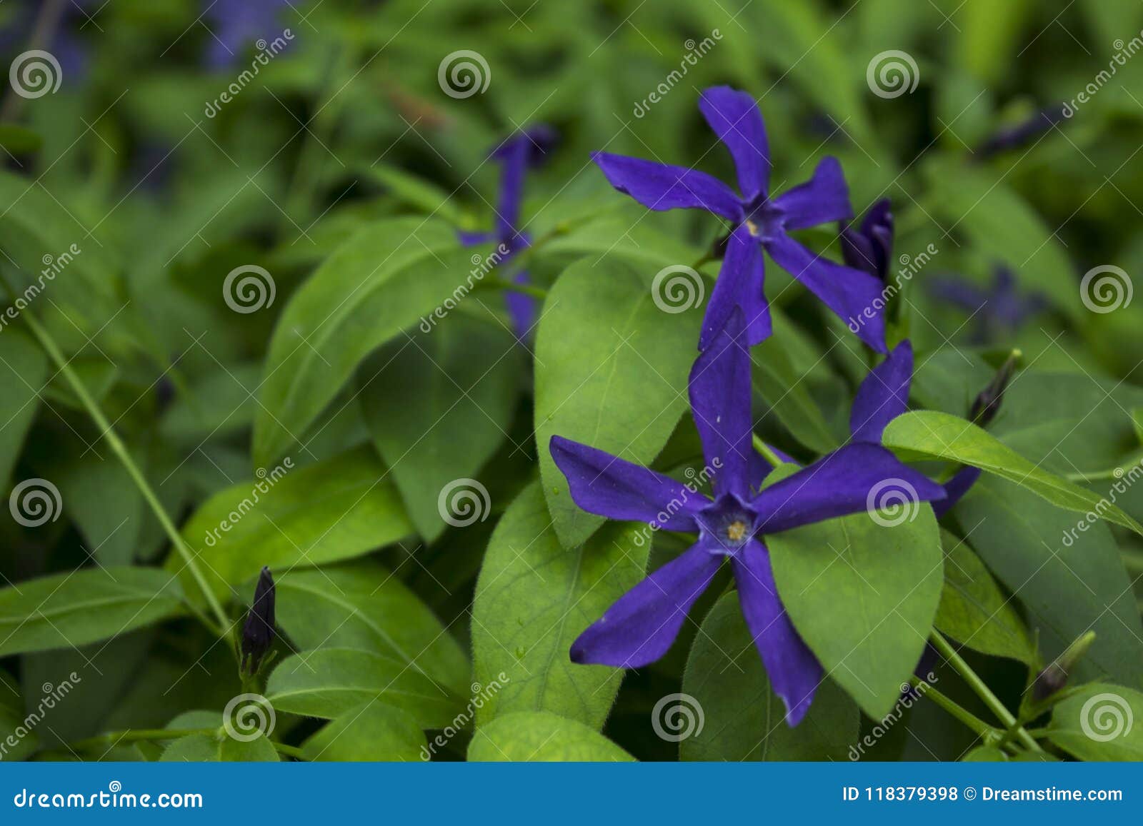Deep Forest and Flowers in Nature Stock Photo - Image of vert, paisible ...