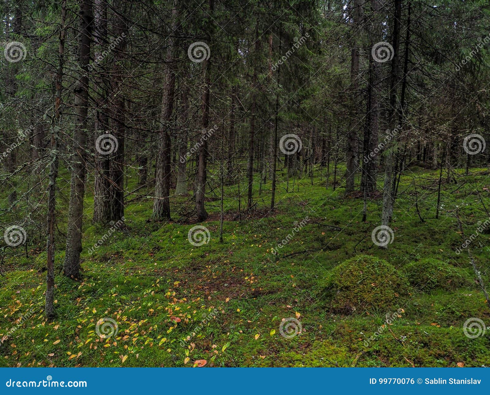 In the Deep Forest. the Mystical Rainforest. Forest Landscape with ...