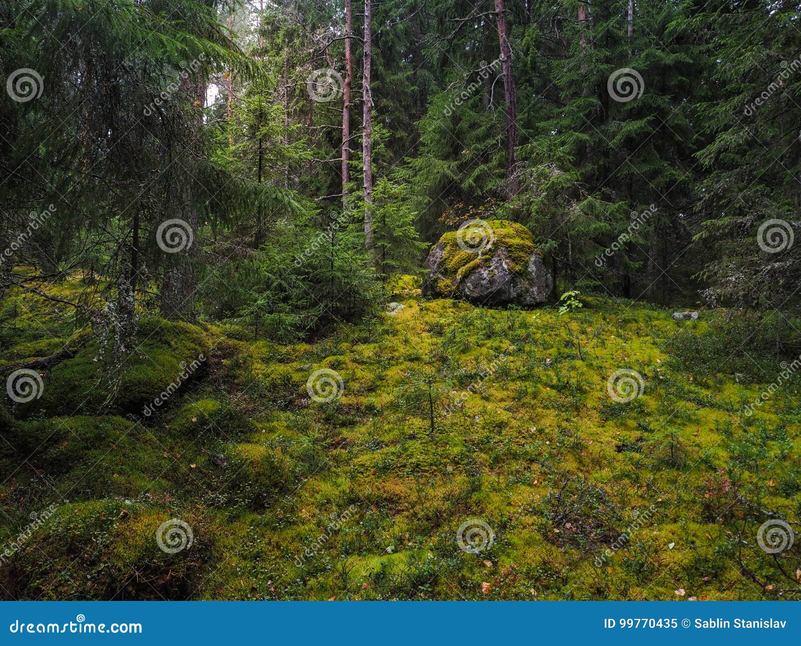 In the Deep Forest. the Mystical Rainforest. Forest Landscape with ...