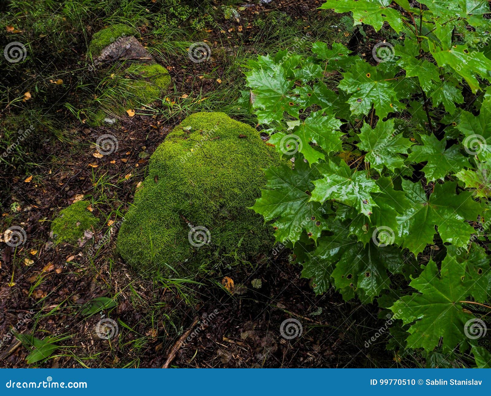 In the Deep Forest. the Mystical Rainforest. Forest Landscape with ...