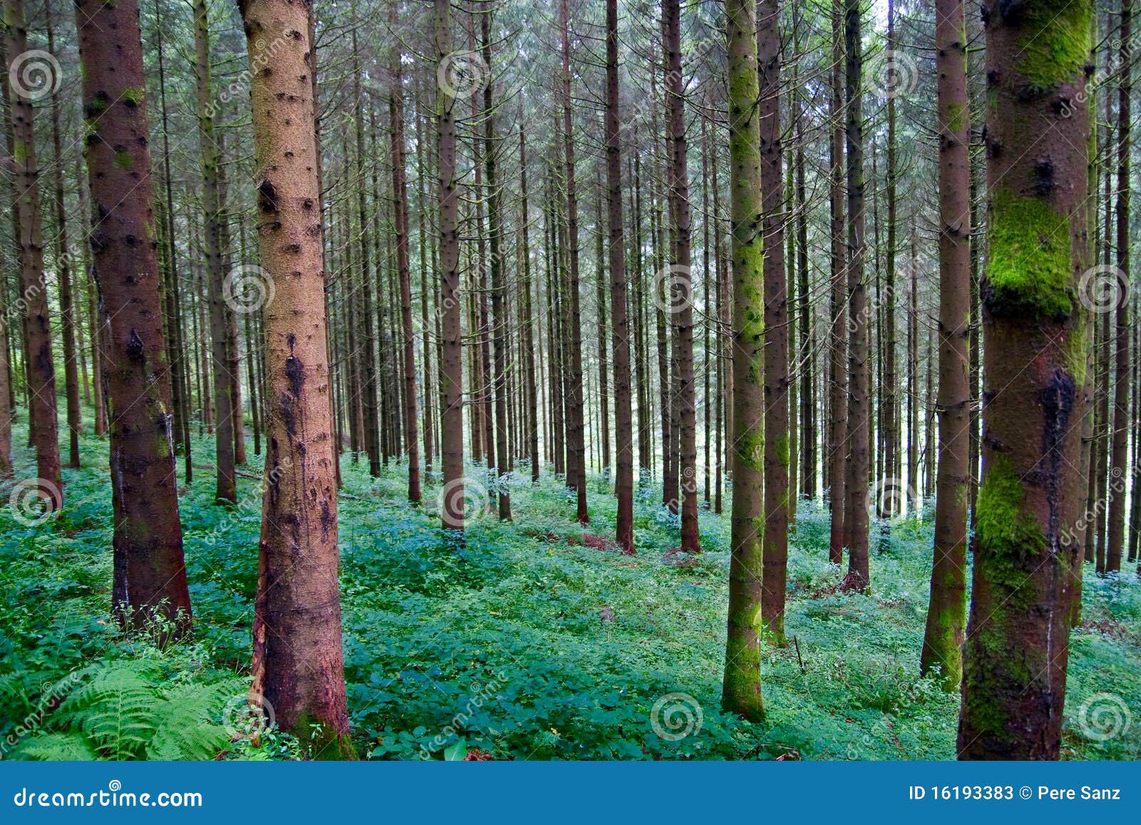 Deep forest in Germany stock image. Image of deep, gemany - 16193383