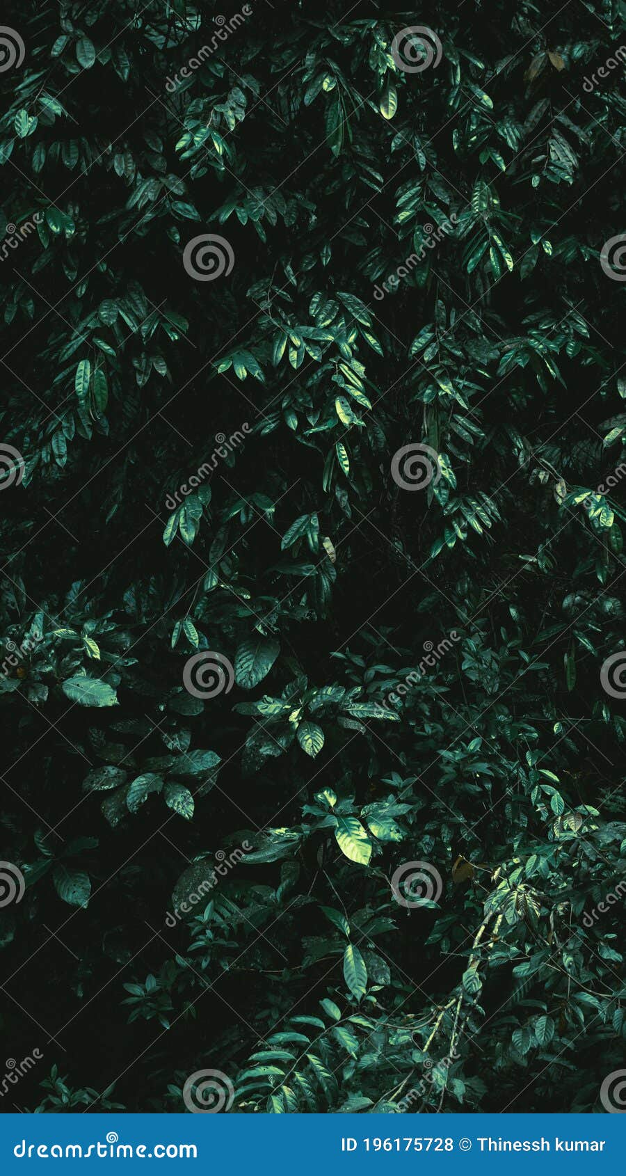 Deep forest greenery stock photo. Image of deep, green - 196175728