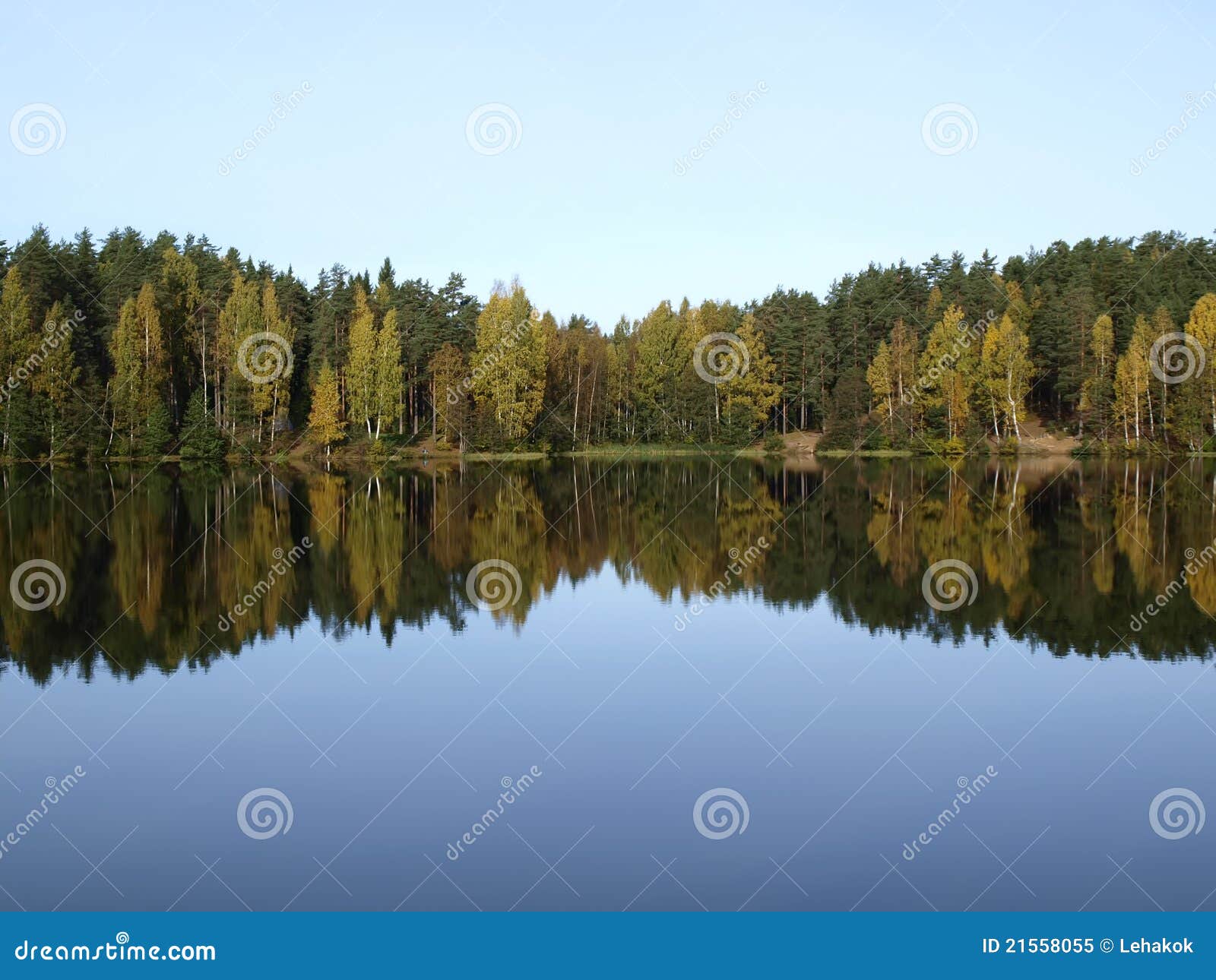 Deep forest lake stock image. Image of reflect, birch - 21558055