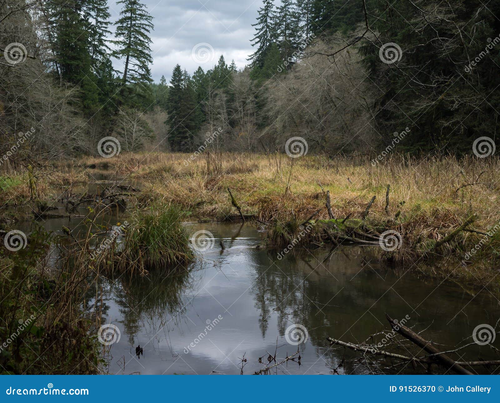 Deep Forest Lake stock photo. Image of last, winter, lonely - 91526370