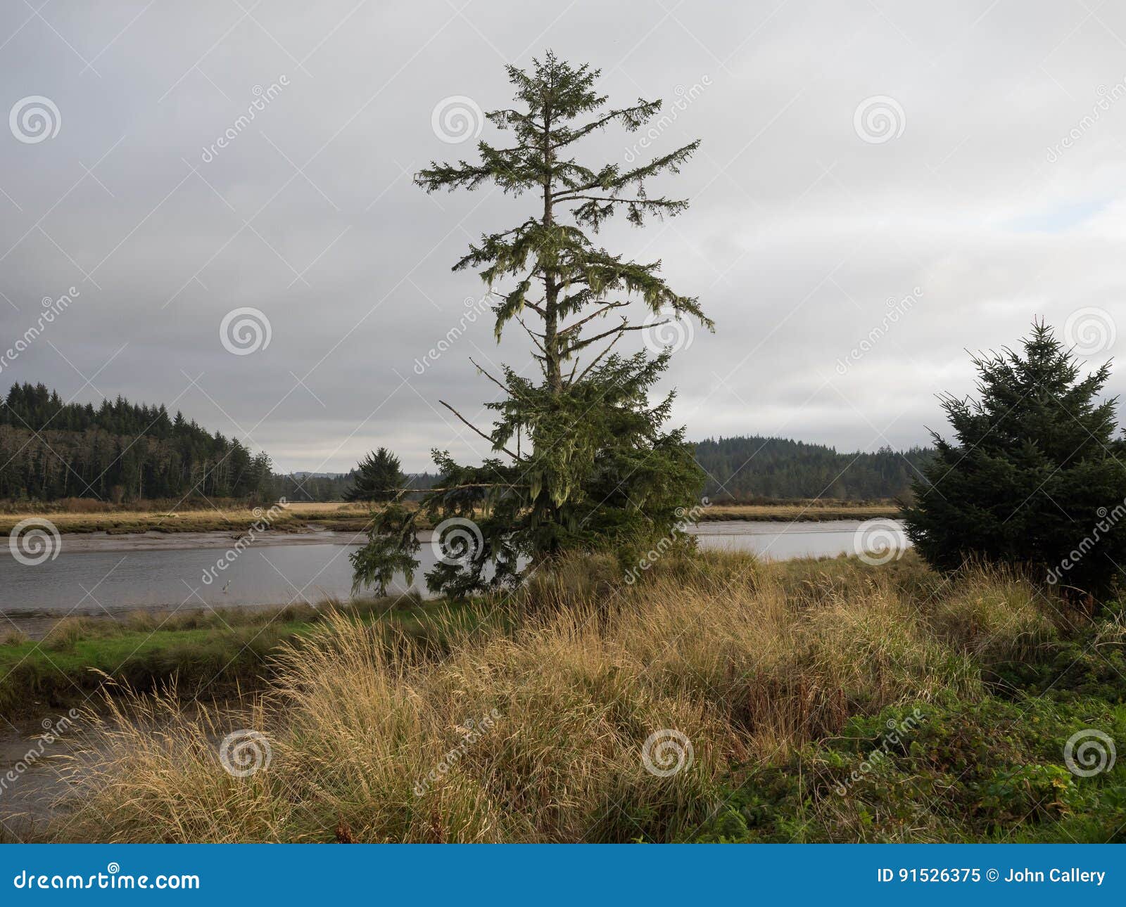 Deep Forest Lake stock image. Image of deep, lake, downed - 91526375