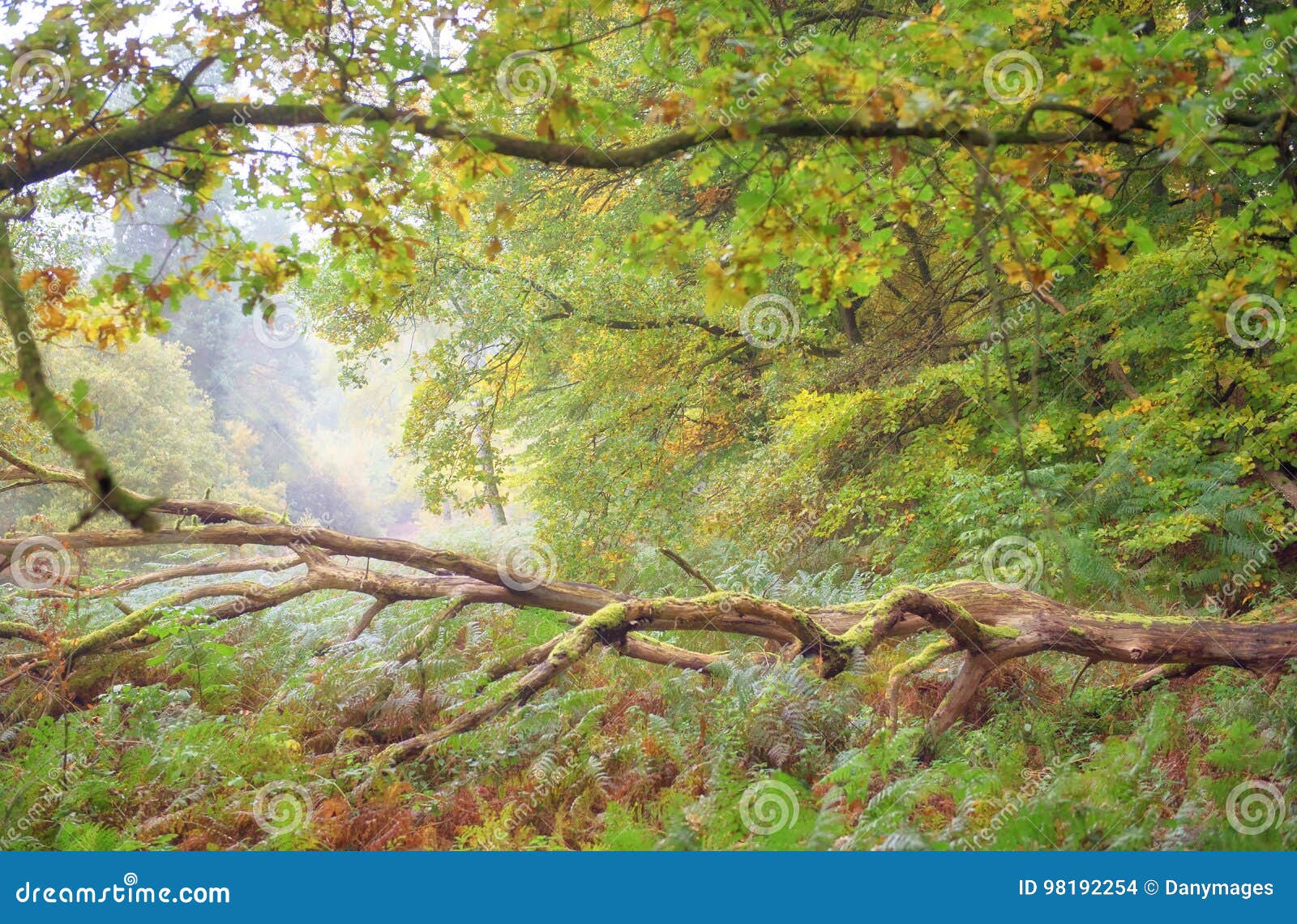 Deep forest stock photo. Image of trees, countryside - 98192254
