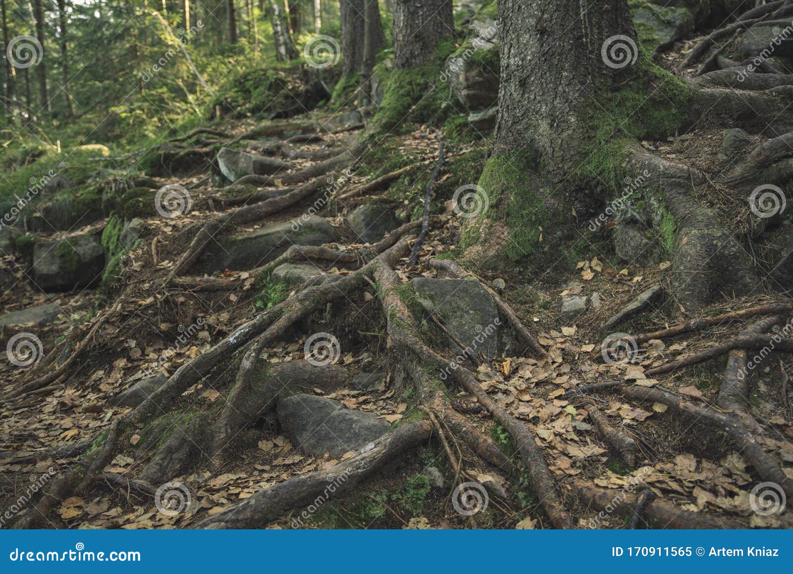 Deep Forest Landscape Scenic View Long Root of Big Tree and Ground ...