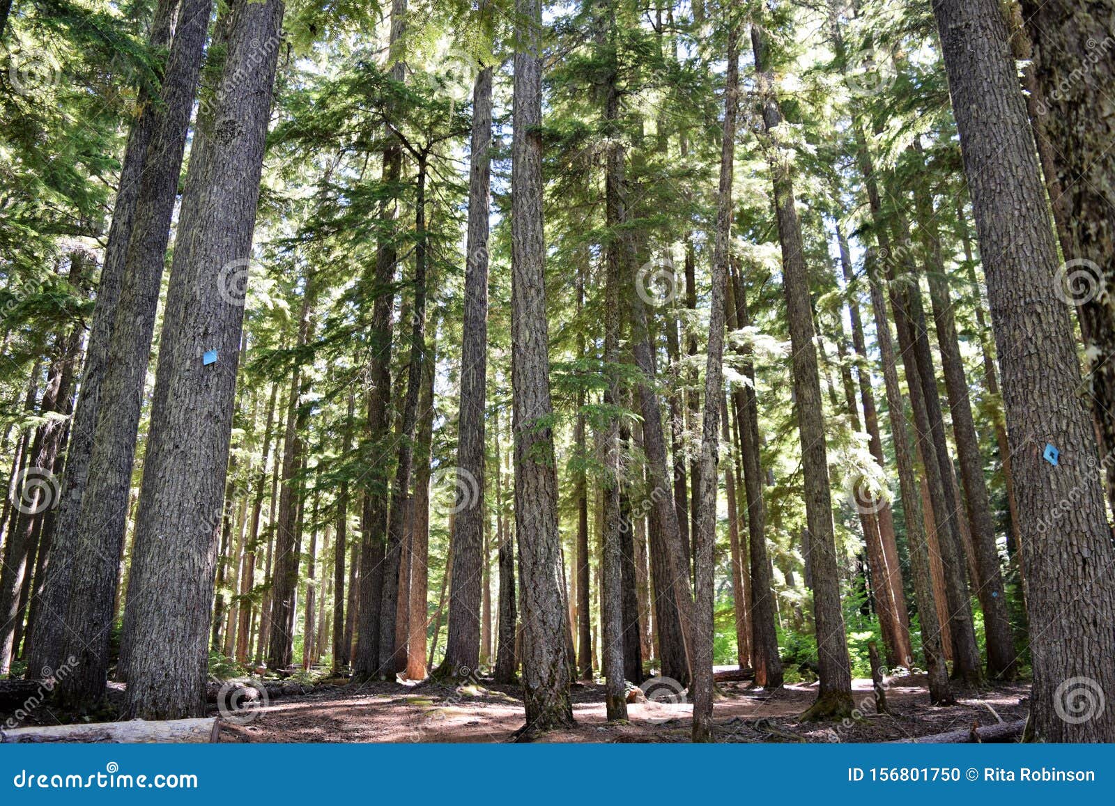 Deep Forest Lit by Sunshine at Black Canyon Campground, Oregon Stock ...