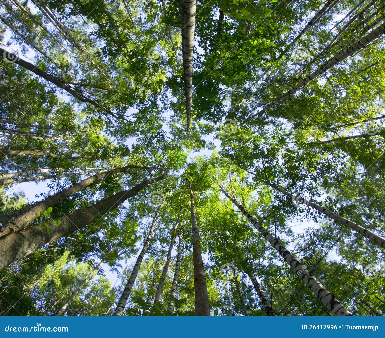 Deep Forest Lively Colors Stock Photos - Free & Royalty-Free Stock ...