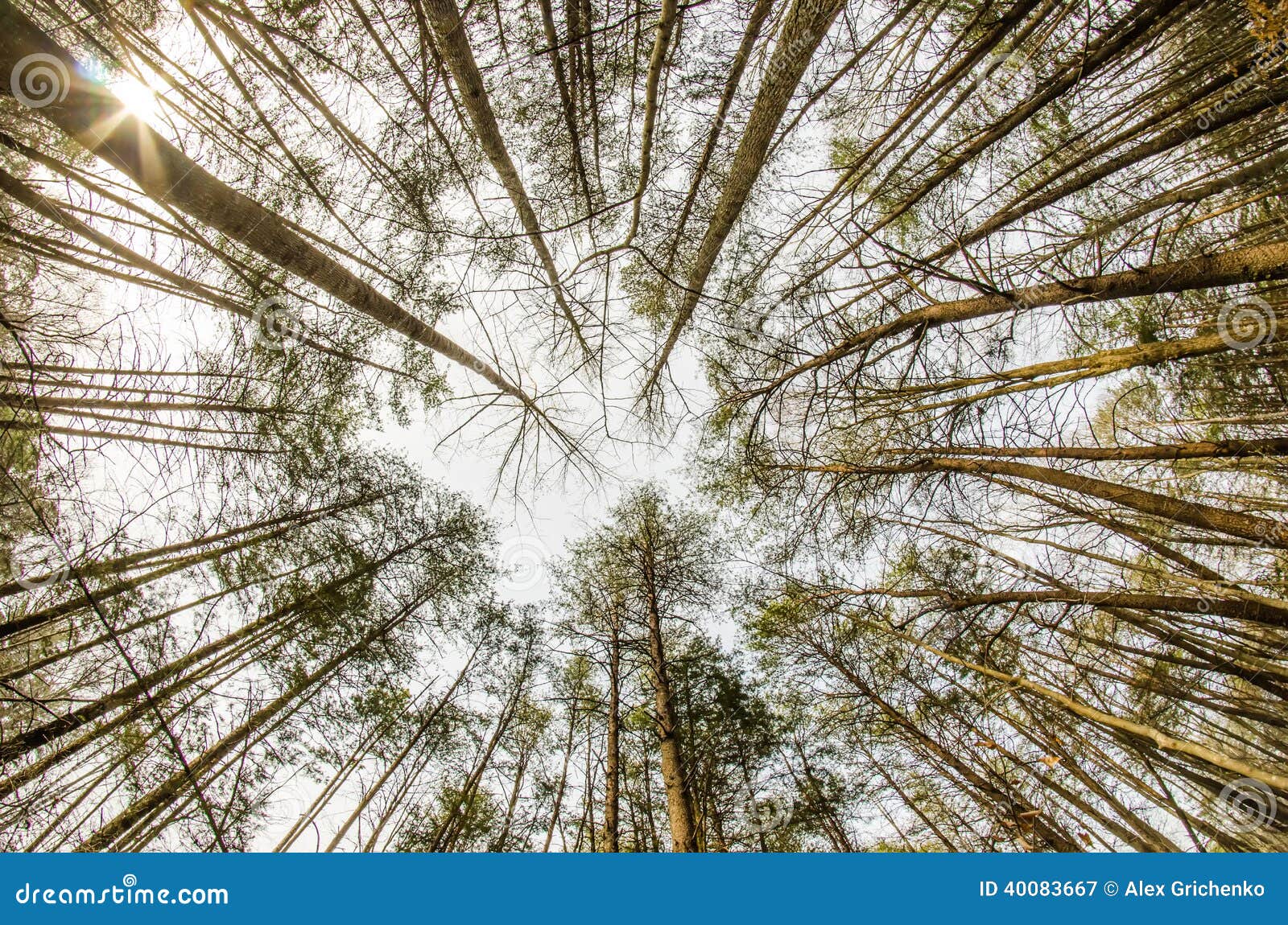 In the Deep Forest. Looking Up Shot Stock Image - Image of light ...