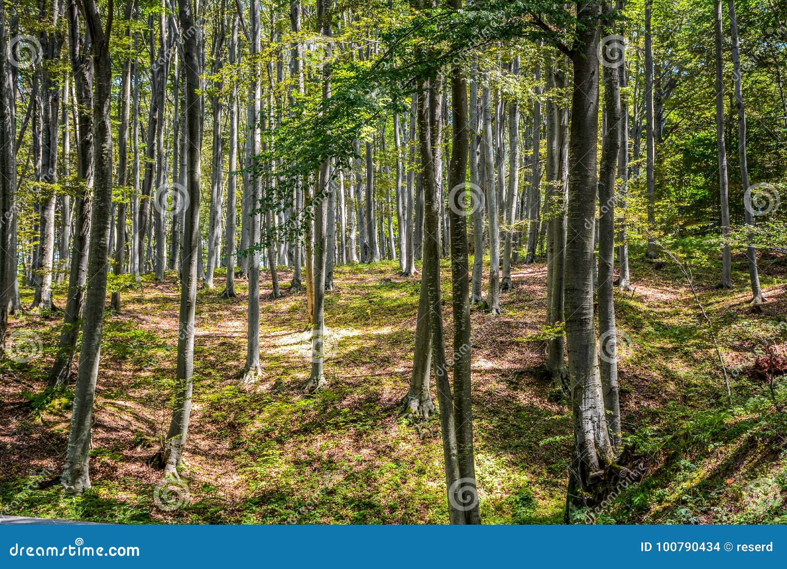 A deep forest stock photo. Image of fresh, background - 100790434