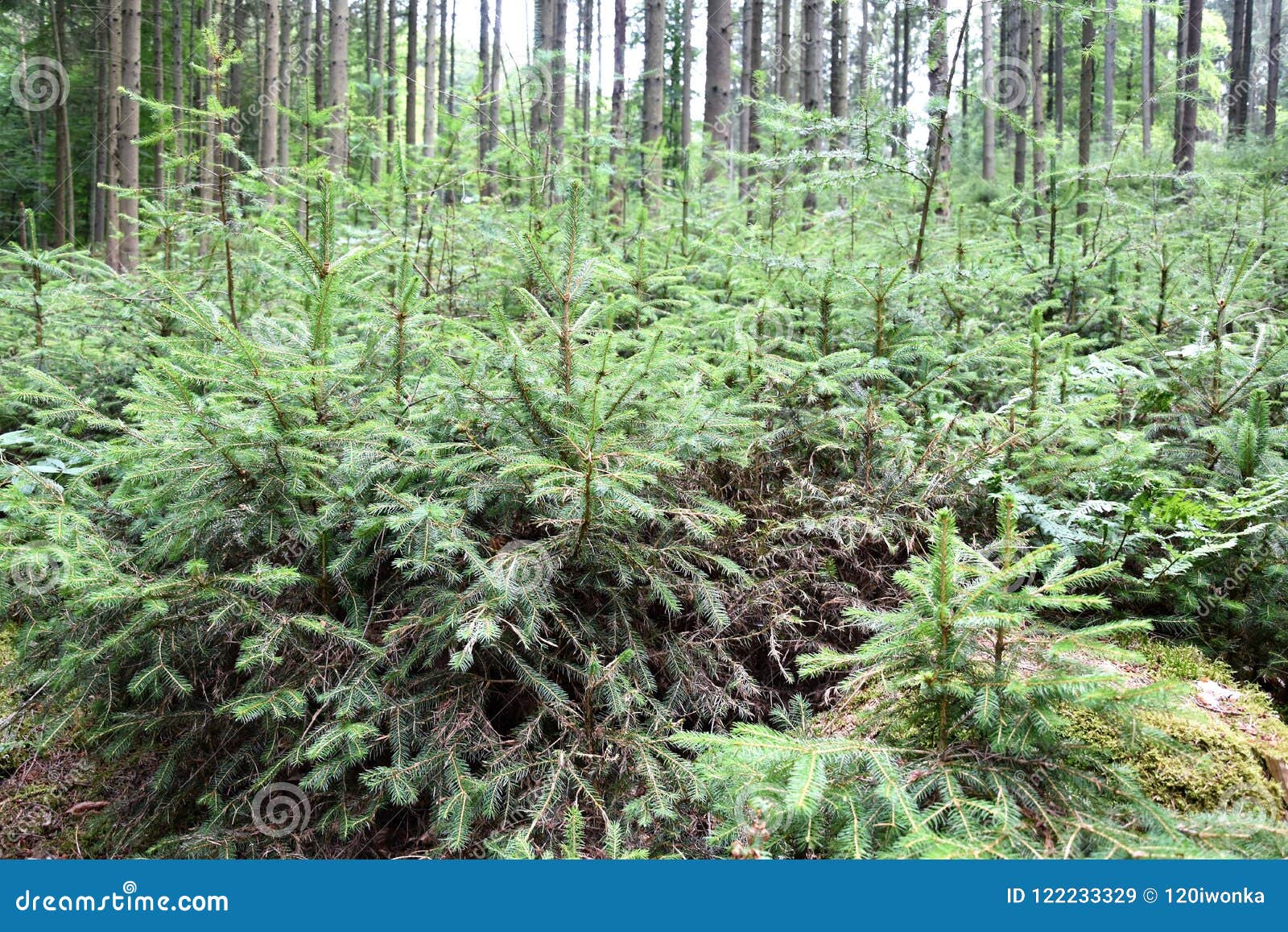 Forest stock image. Image of hill, deep, environment - 122233329