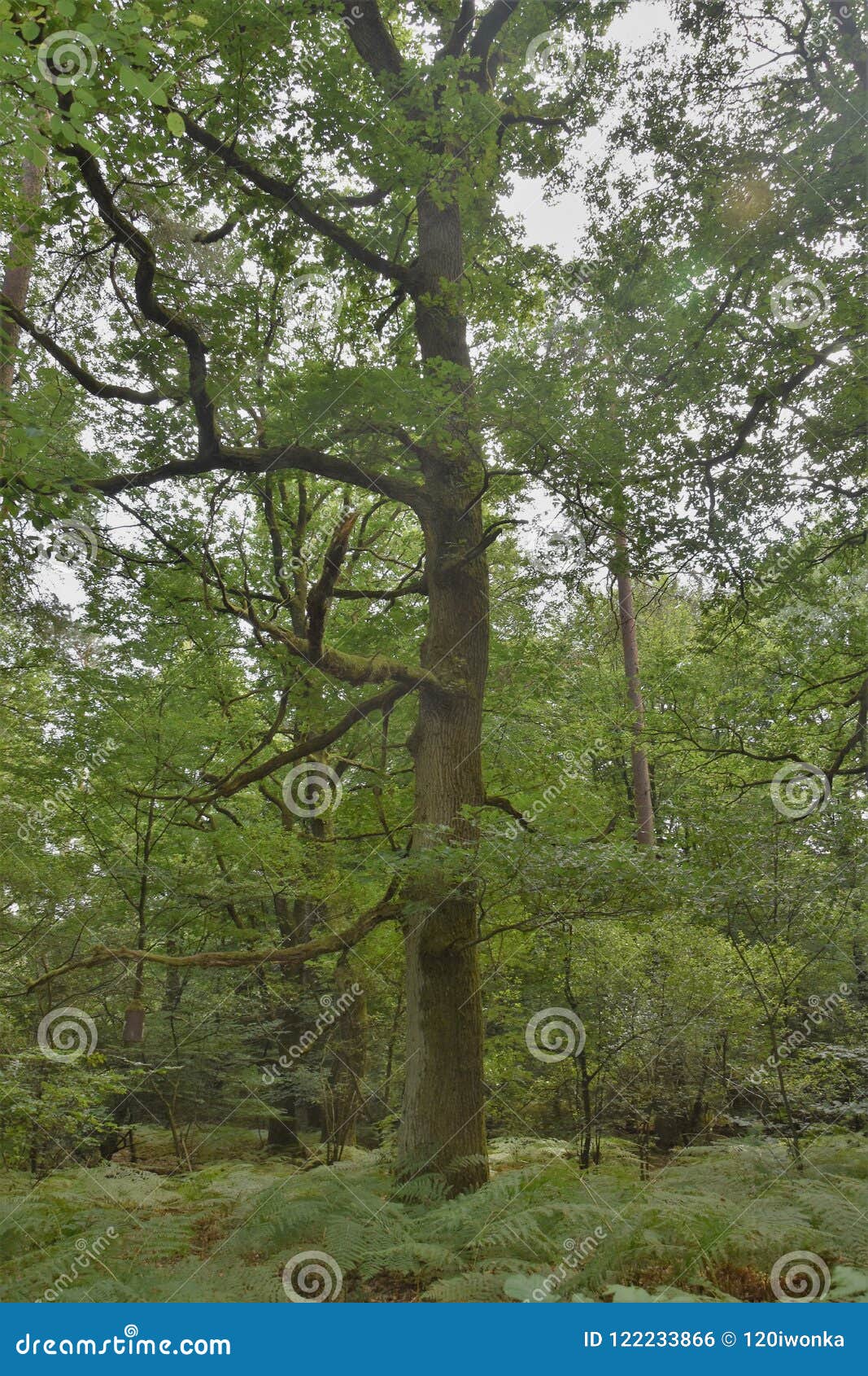Forest stock photo. Image of vegetation, july, flora - 122233866
